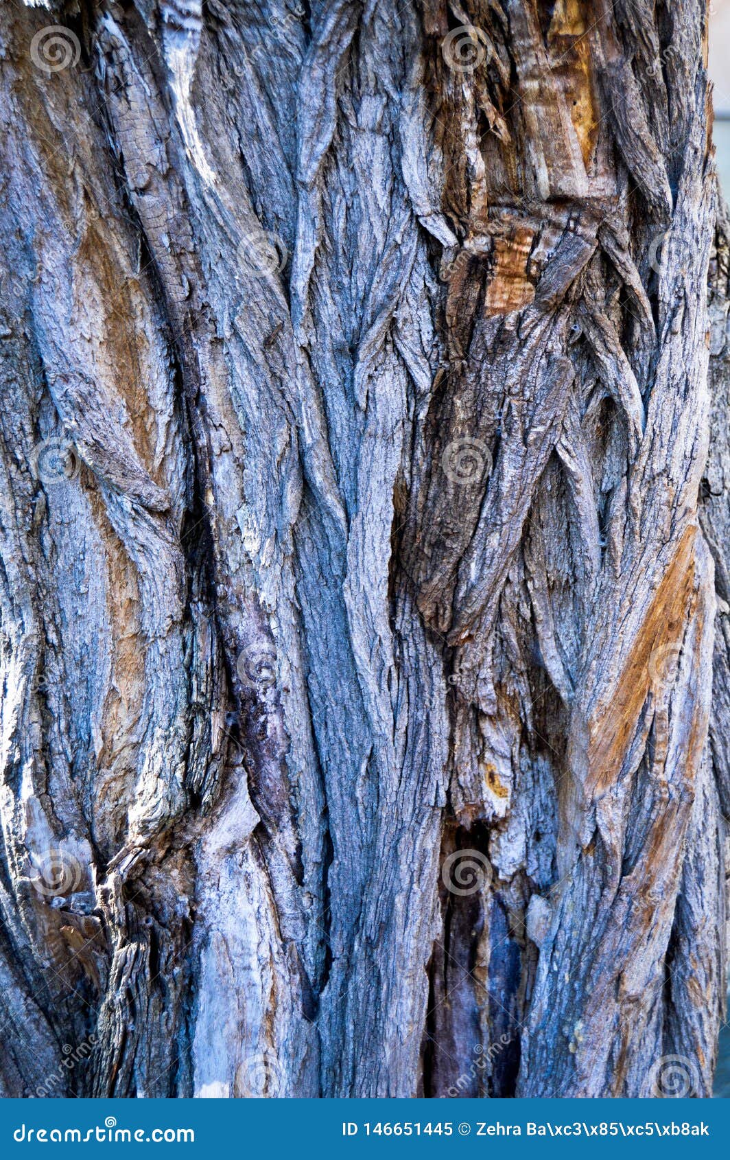 The Bark Of The Acacia, The Northern Side Of The Tree, The Green ...