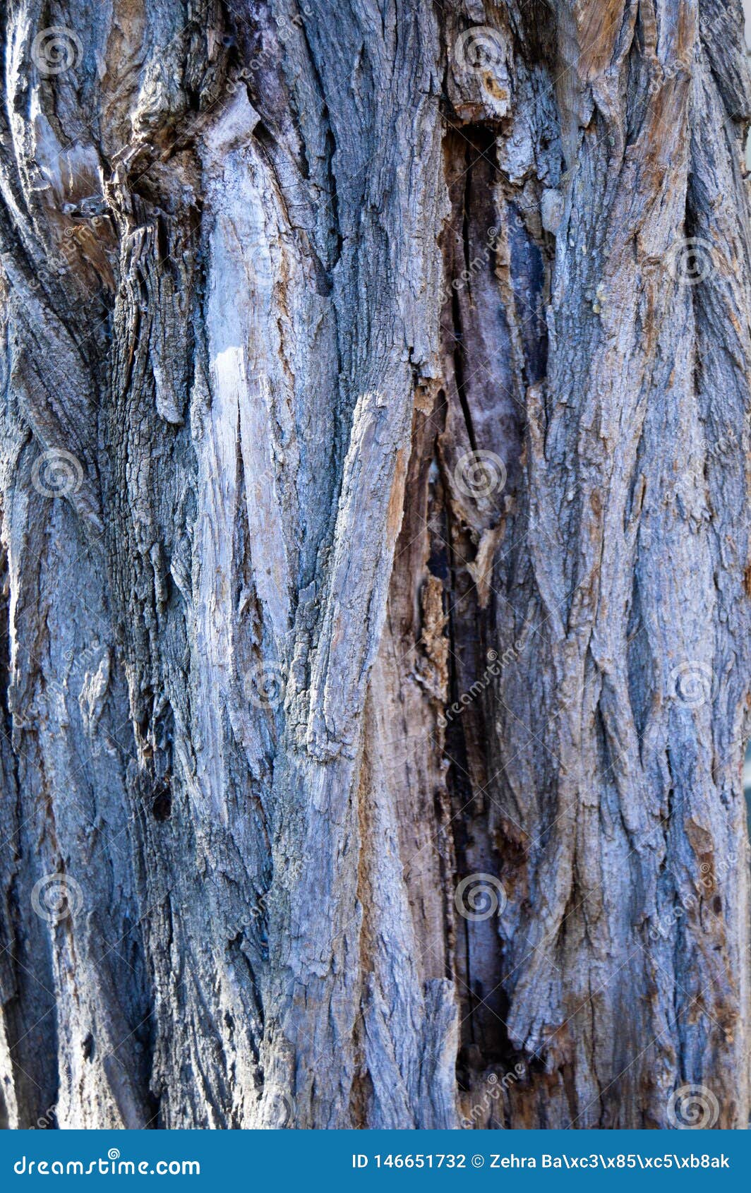 Abstract Wood Texture Bark, a Acacia Tree. Stock Photo - Image of moss ...