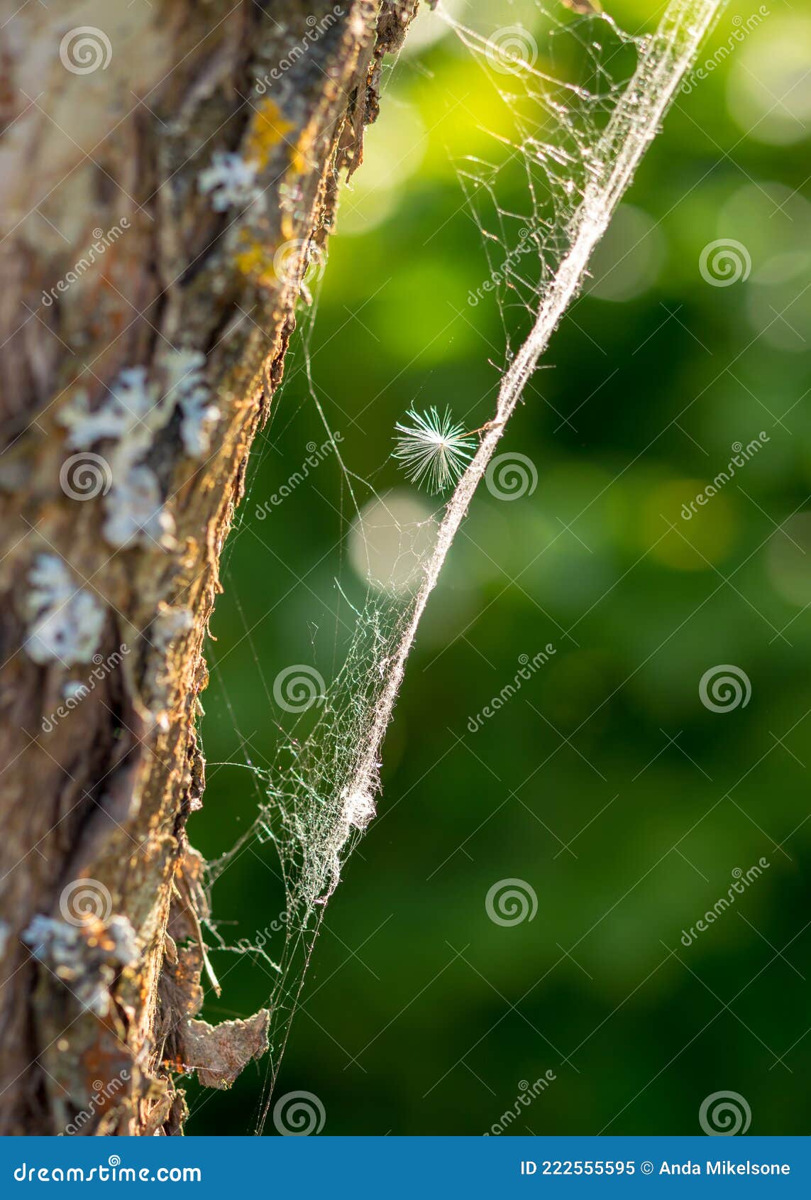 Abstract Wood and Spider Web Texture, White Fluff Caught in a Spider ...