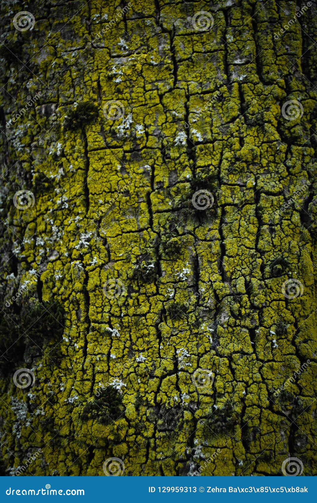 Abstract Wood Texture Bark, Quince Tree Stock Image - Image of decay ...