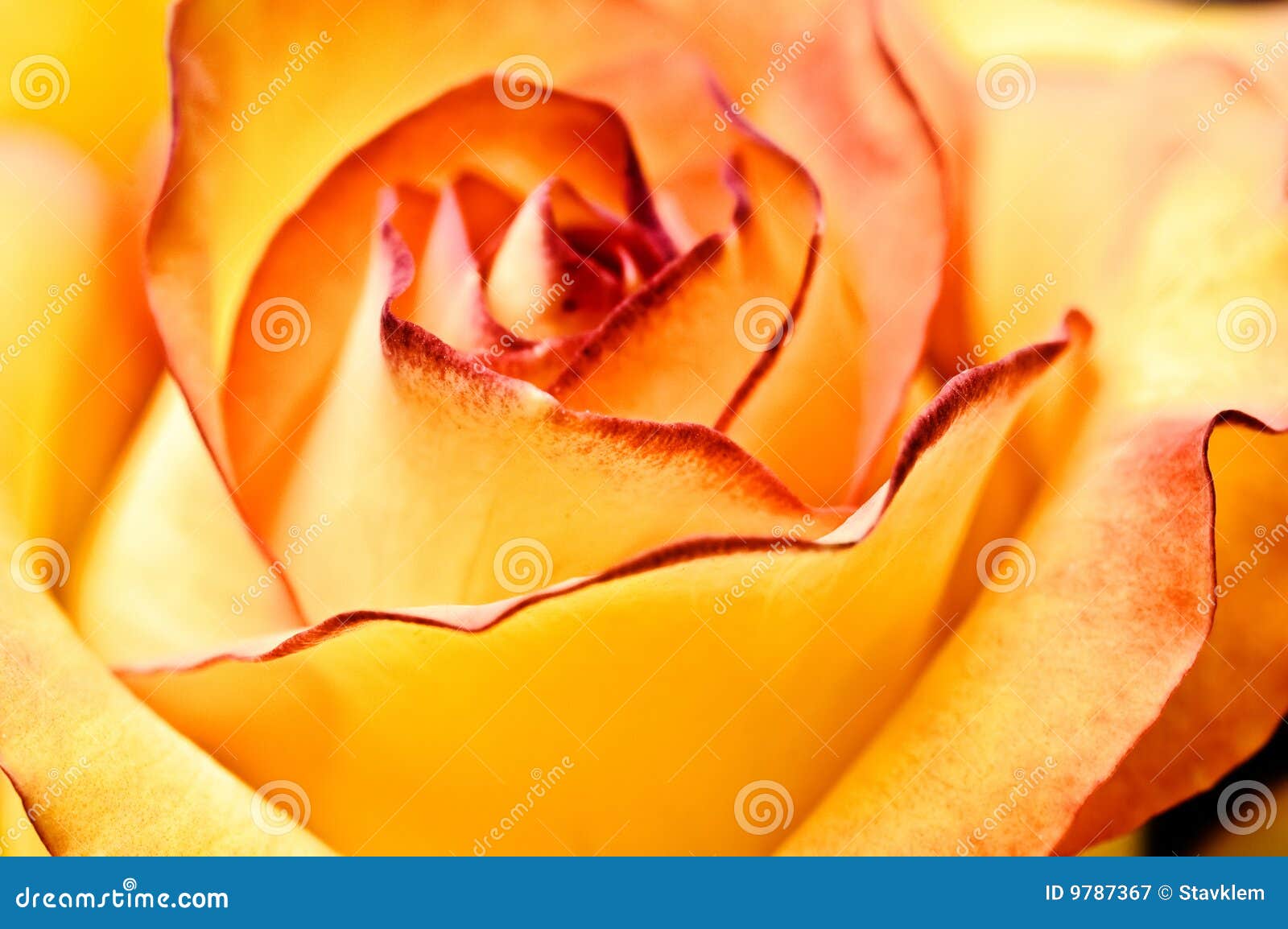 Abstract Yellow Beautiful Rose Stock Image - Image of beauty, love: 9787367