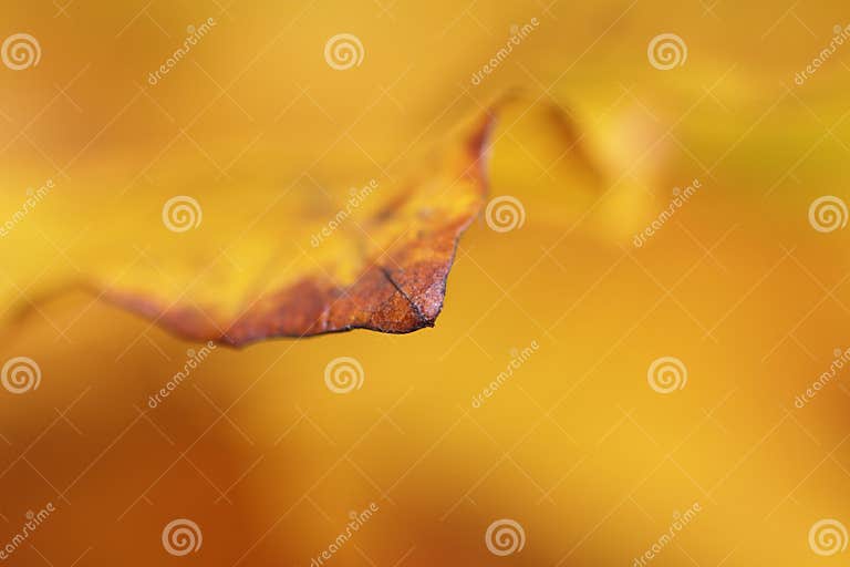 Abstract Yellow Leaf Background Stock Photo - Image of bright, botany ...