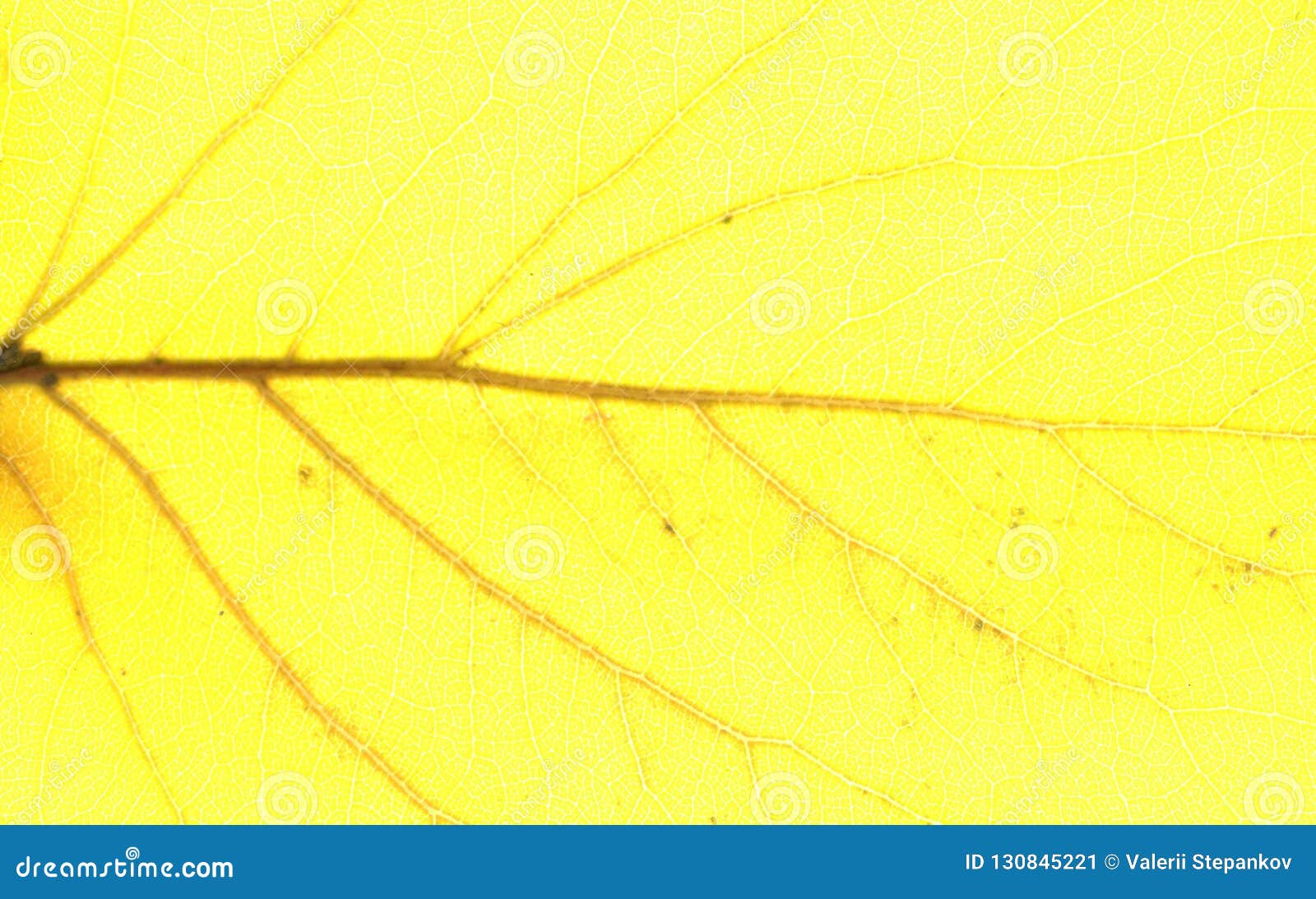 Abstract Yellow Leaf Texture for Background Stock Image - Image of ...