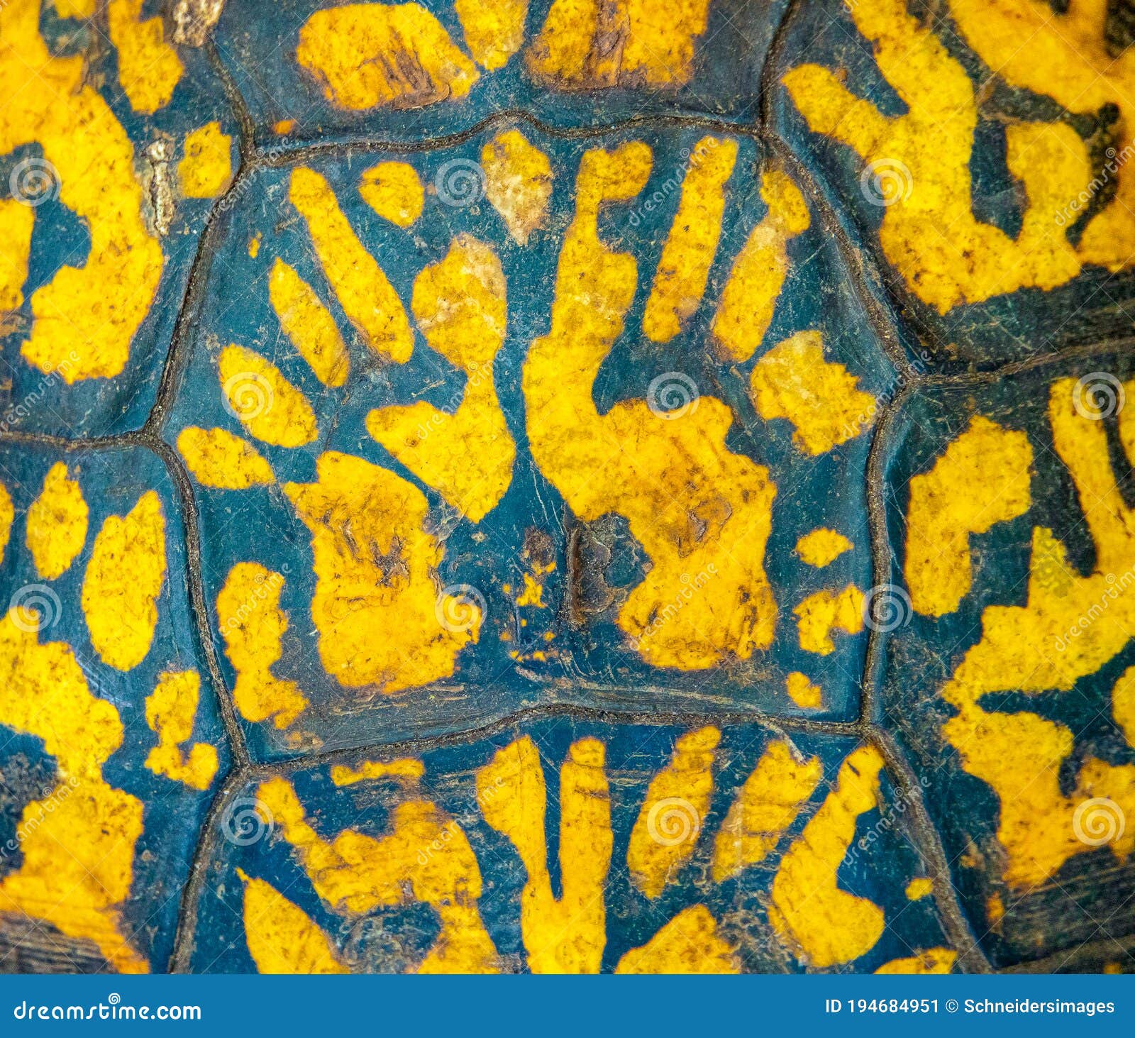 Abstract Yellow Markings on a Box Turtle Shell Stock Image - Image of ...