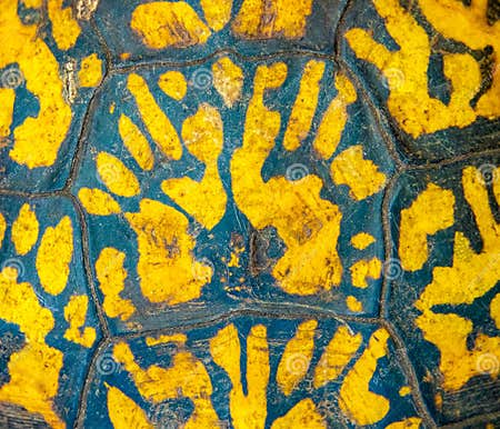 Abstract Yellow Markings on a Box Turtle Shell Stock Image - Image of ...