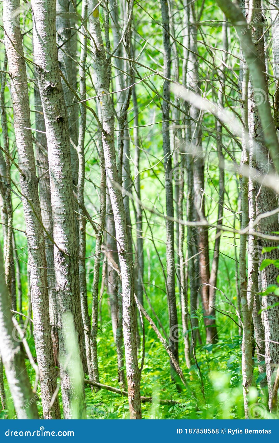 Abstract Young Tree Forest Background Stock Photo - Image of grass ...