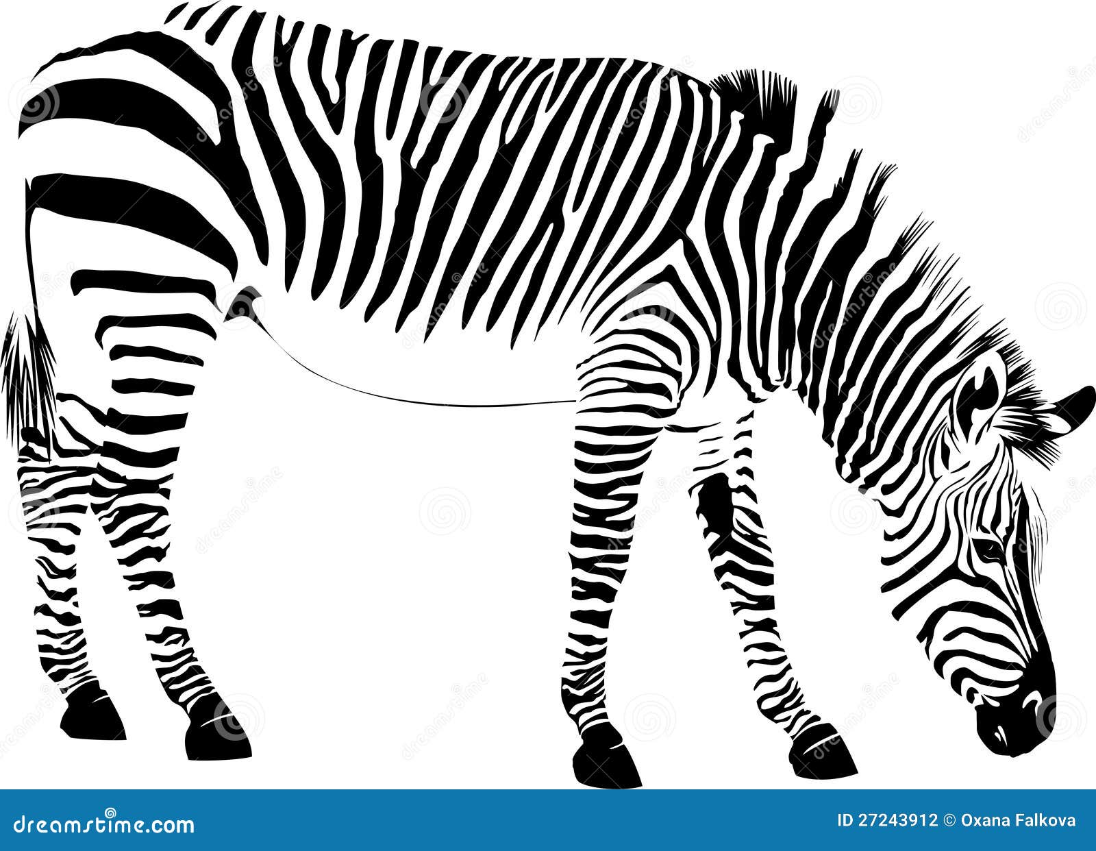 Abstract zebra stock vector. Illustration of skin, single - 27243912