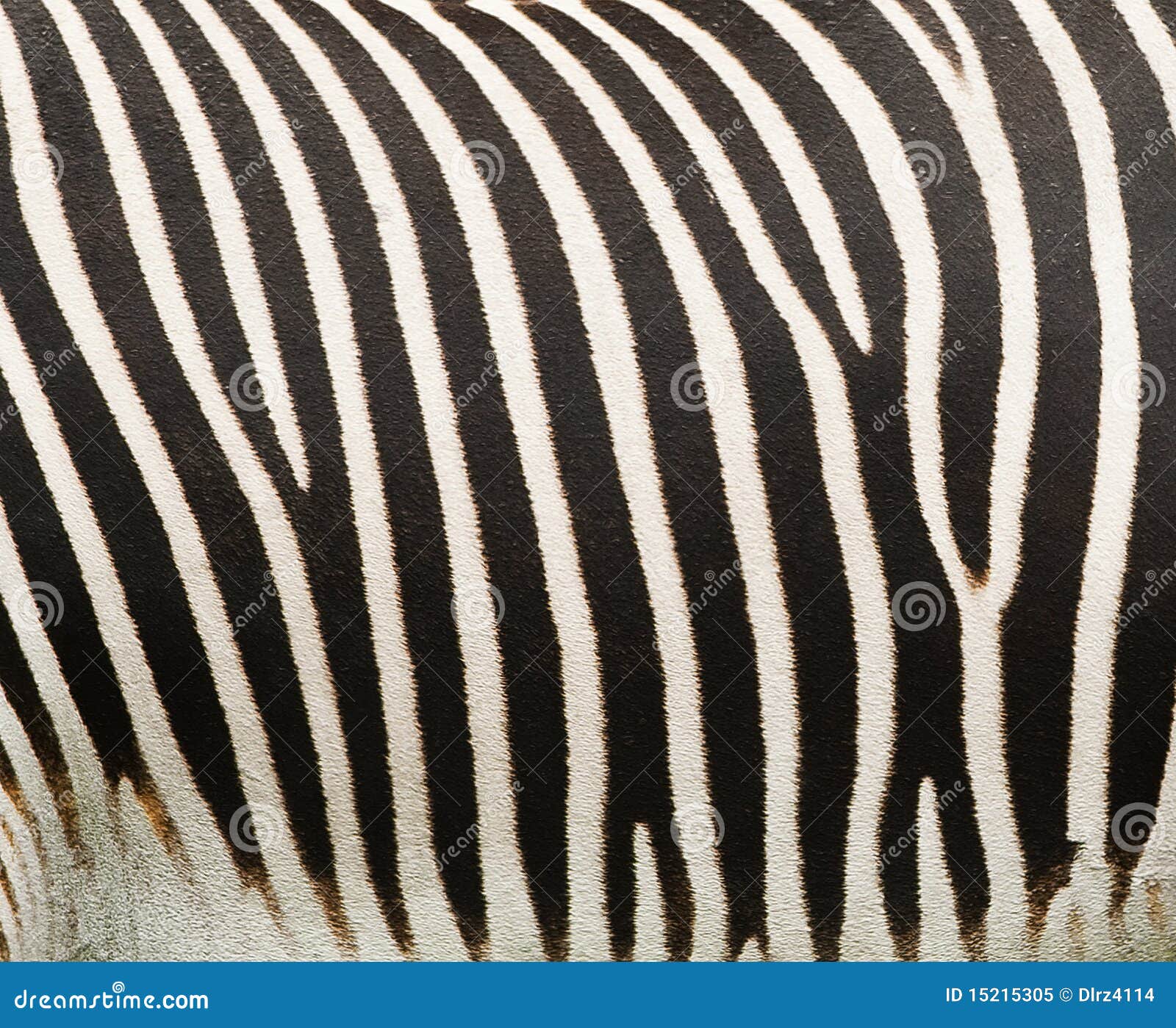 Abstract Zebra Patterns stock image. Image of black, dizziness - 15215305