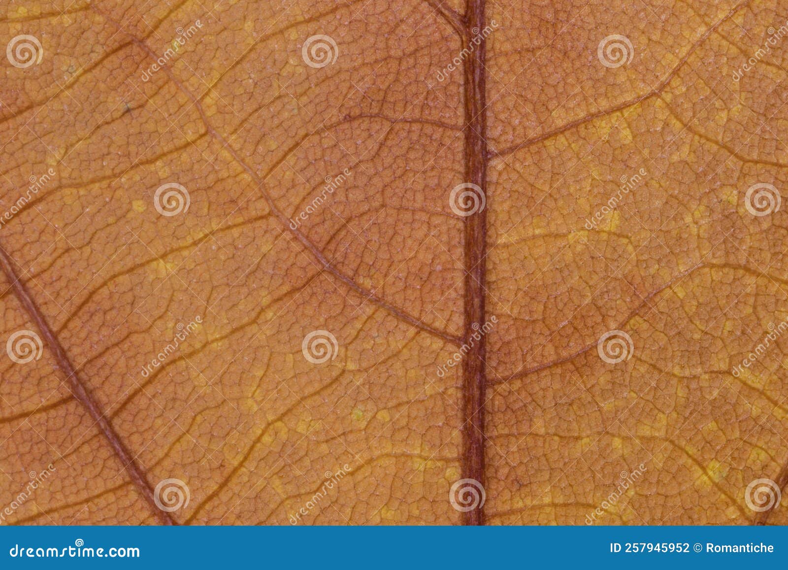Close Up of Maple Leaf Texture Stock Photo - Image of plant, abstract ...