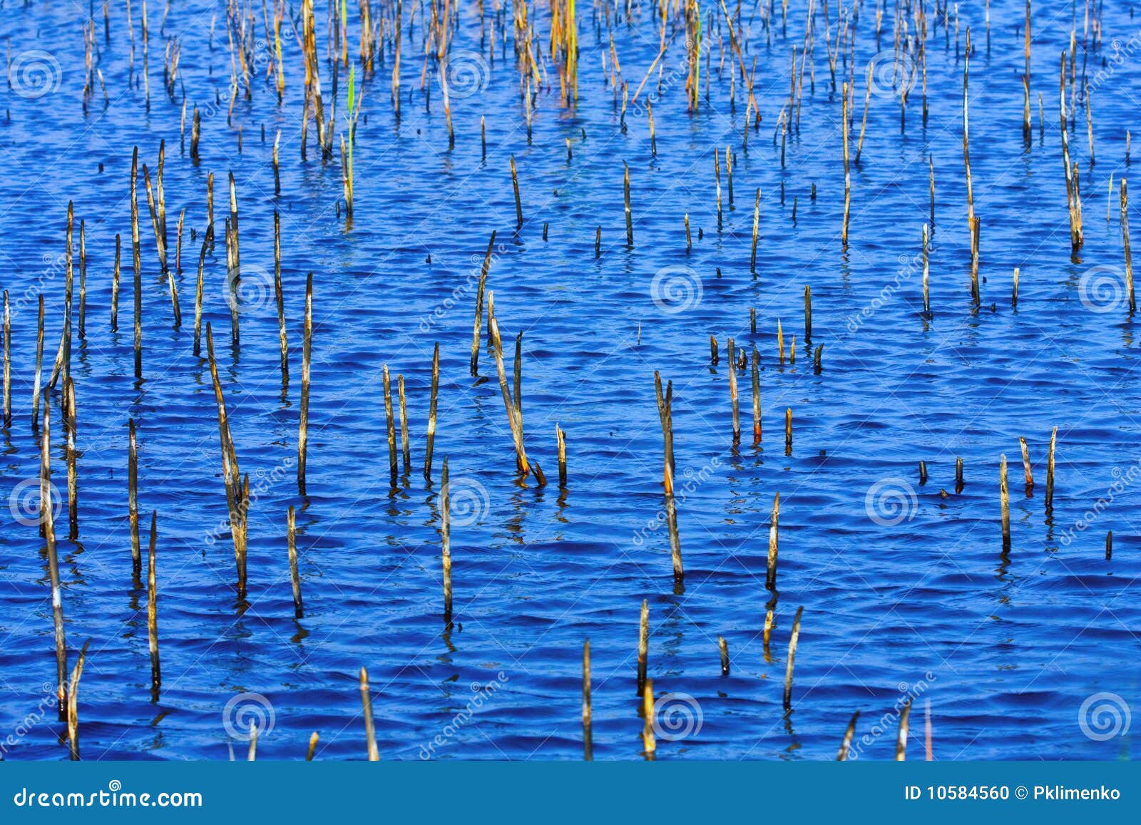 Abstracte Aardachtergrond Met Riet in Water Stock Foto - Image of ...