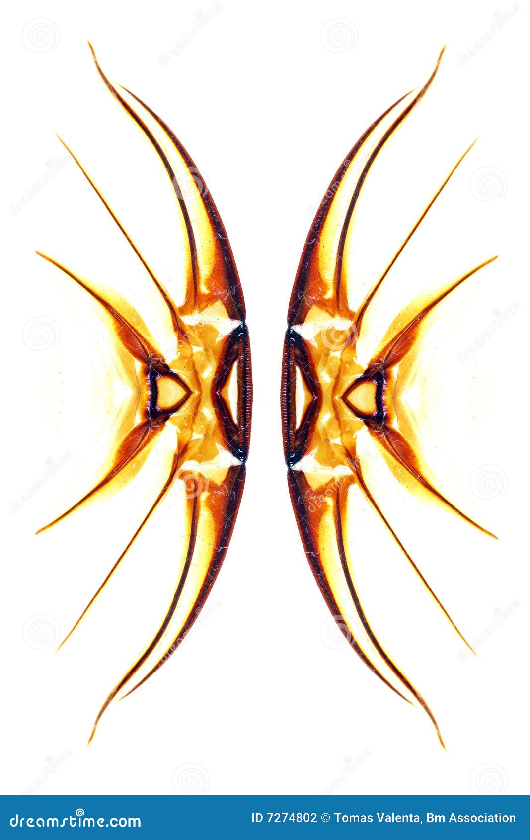 Abstracte Vleugels Van Insect Stock Illustratie - Illustration of kromme, krantekop: 7274802