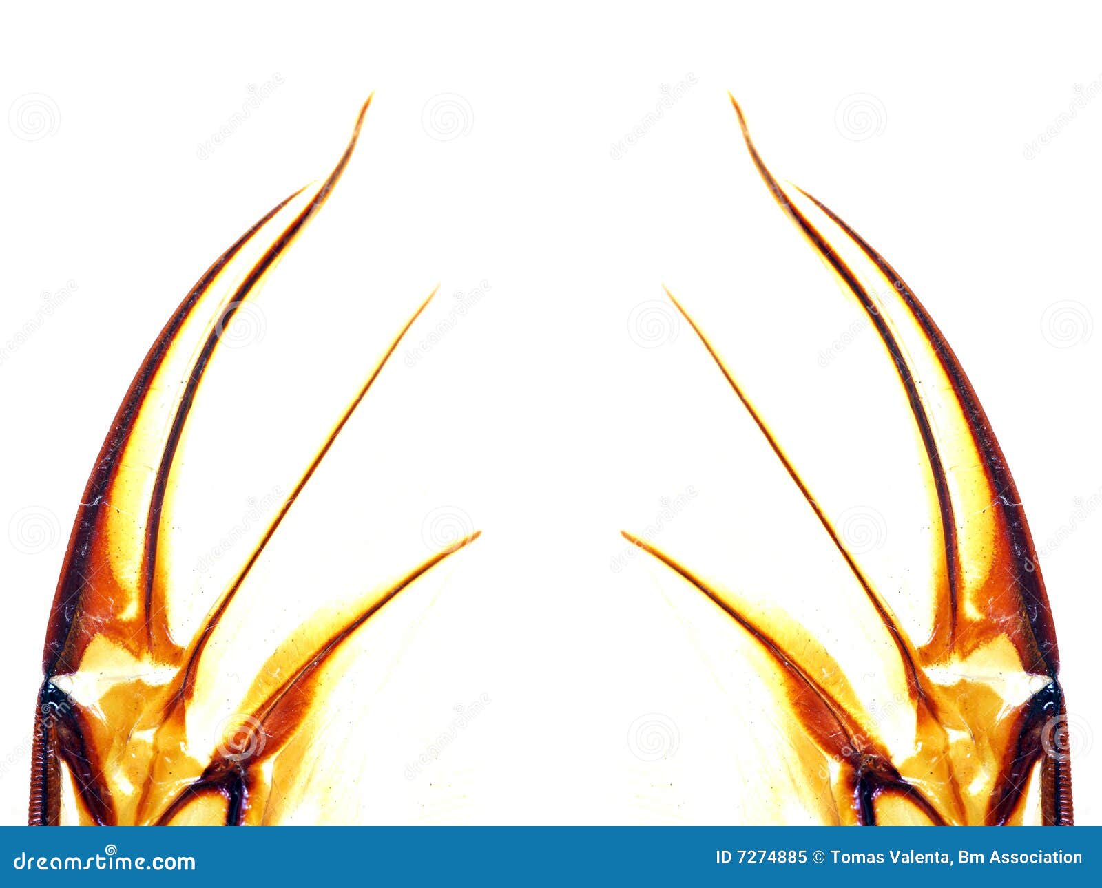 Abstracte Vleugels Van Insect Stock Illustratie - Illustration of zwart, decoratie: 7274885