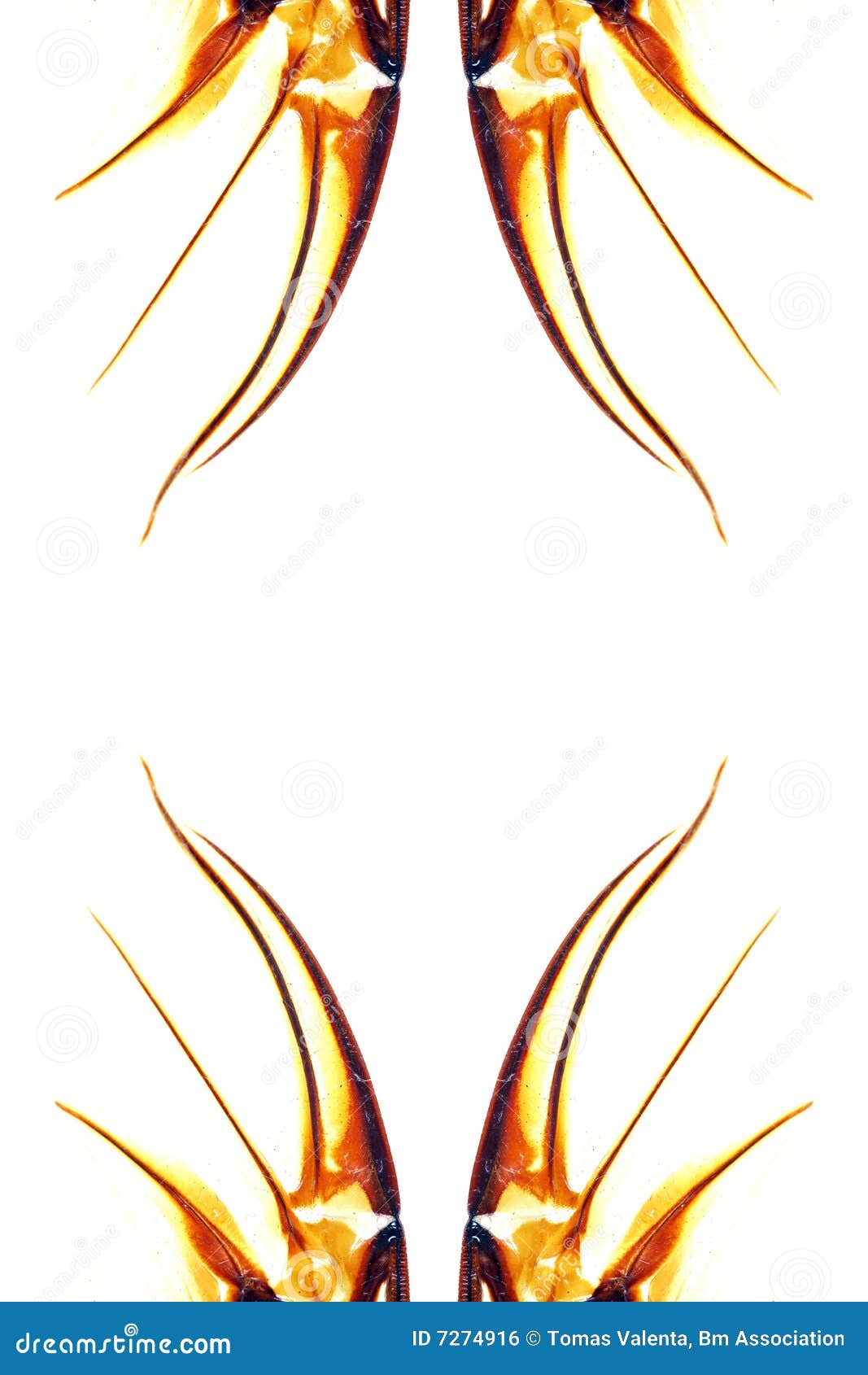 Abstracte Vleugels Van Insect Stock Illustratie - Illustration of insect, hoek: 7274916