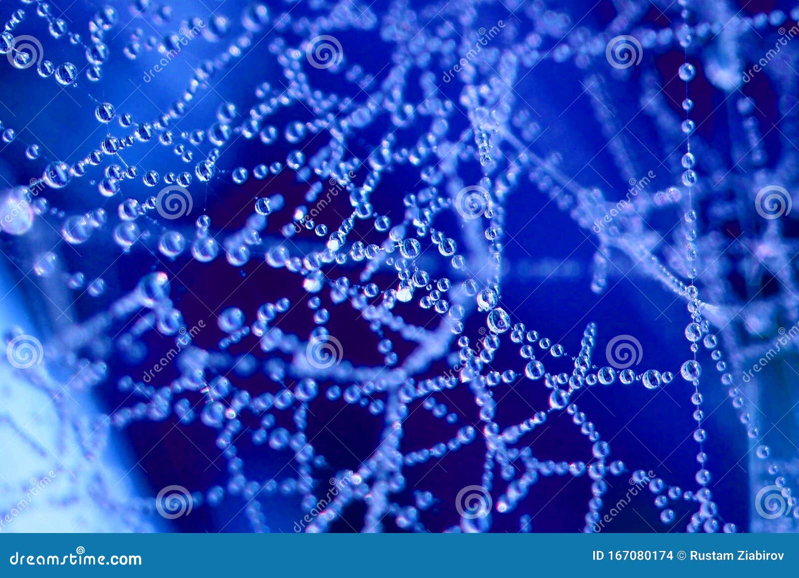Abstraction. Cobweb with Dew Drops. Blurred Image Stock Photo - Image ...