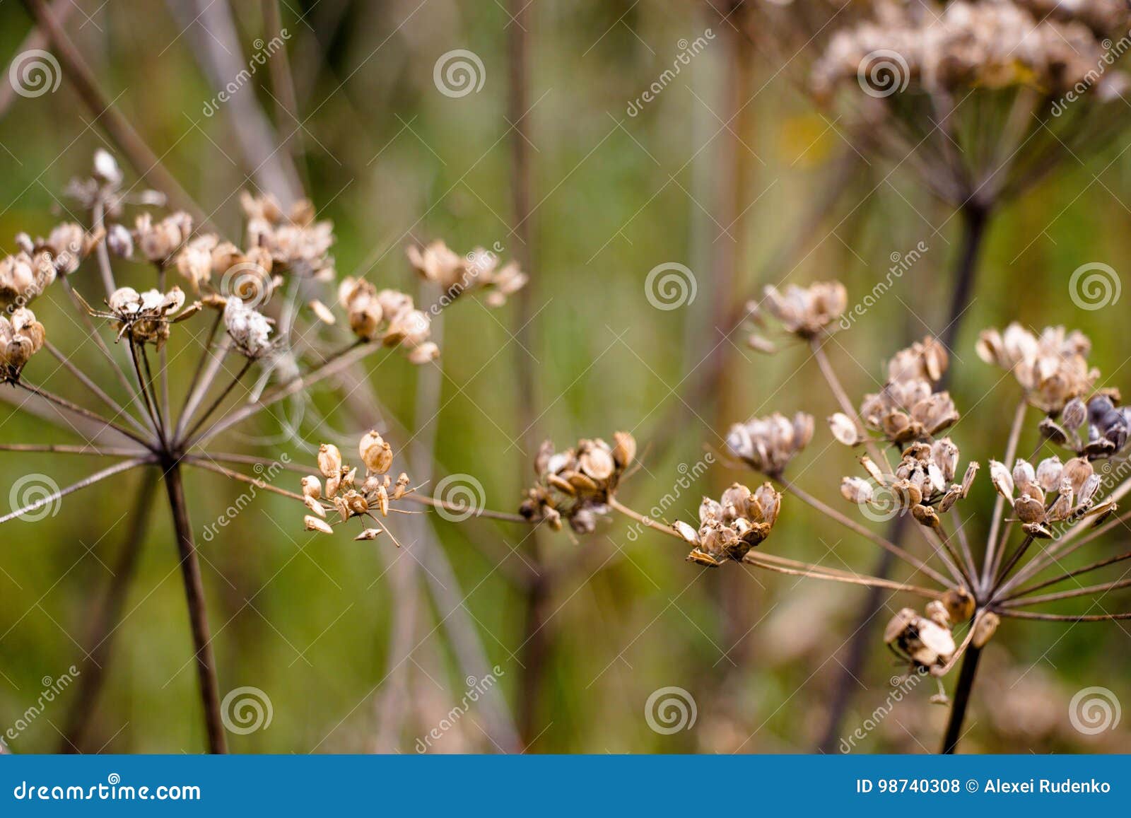 The Abstraction from Dry Plants is Created by Nature Stock Photo ...