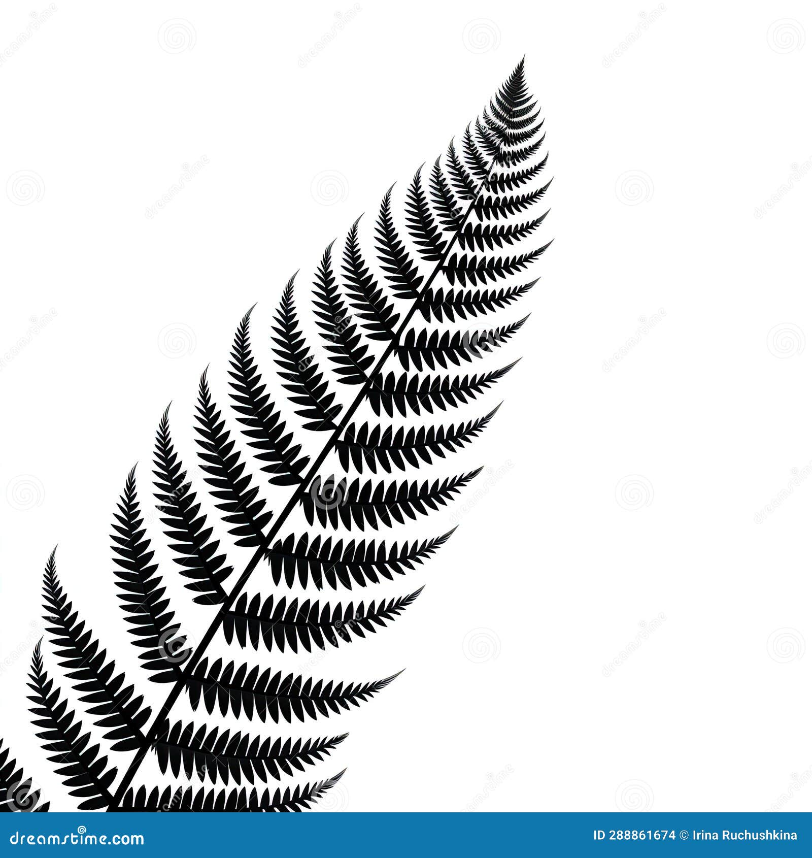 Abstraction Fern, Black and White on White Background Stock ...