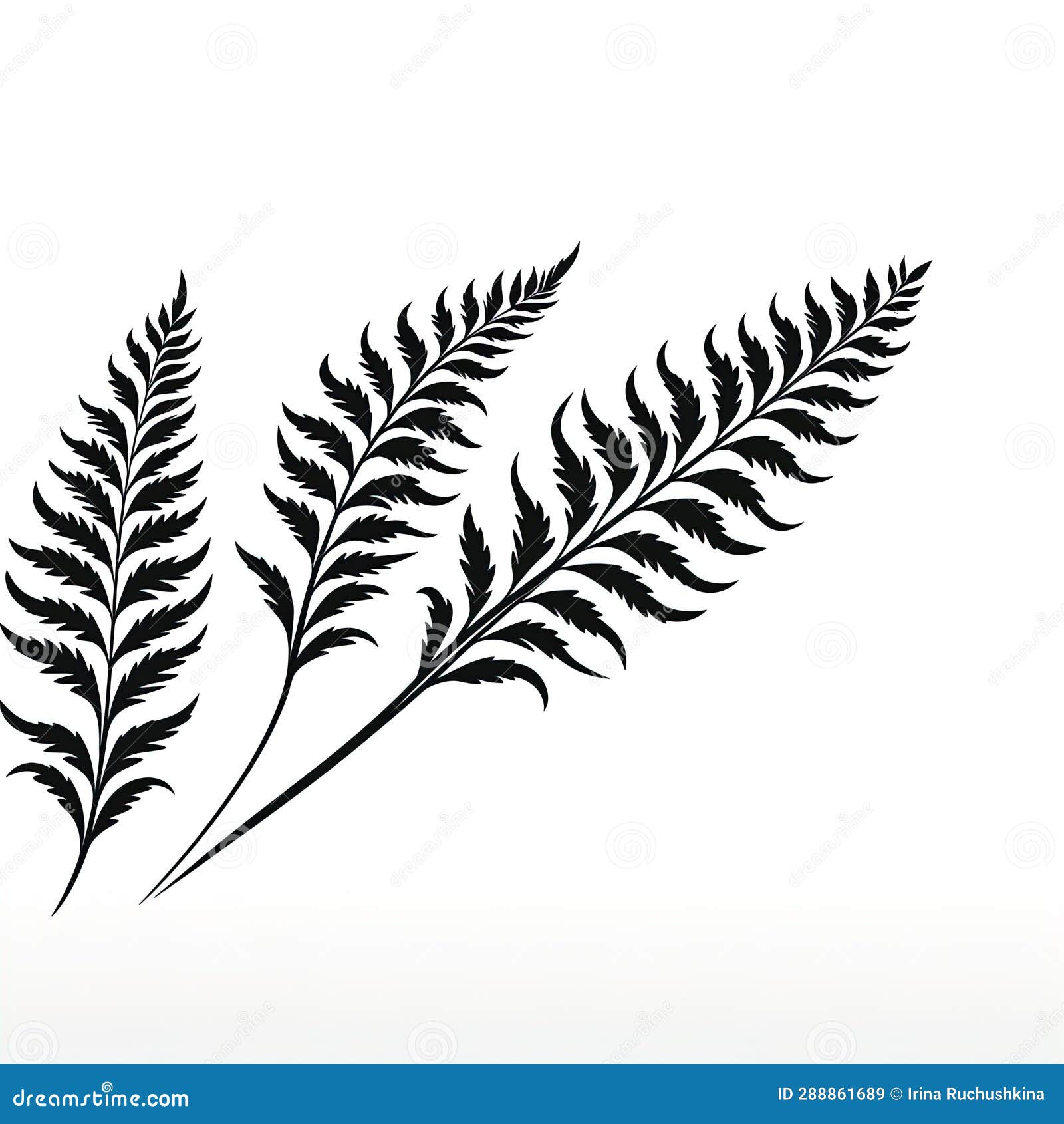 Abstraction Fern, Black and White on White Background Stock ...