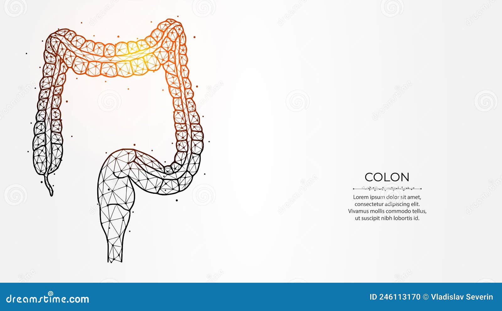 Abstraction Polygonal Illustration Of The Colon Or Large Intestine On A ...