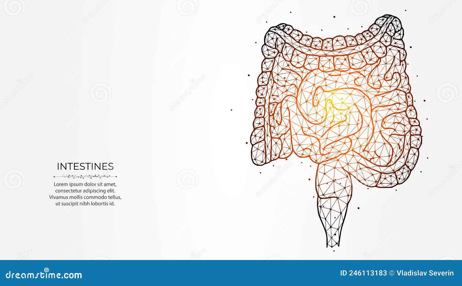 Illustration Of Intestines In A Vintage Book Hygiene Course, S ...
