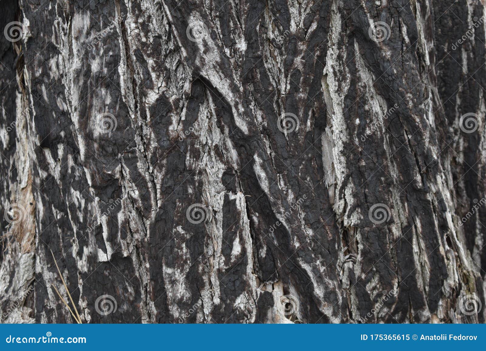 Abstraction of a Sagging Tree in the Forest Stock Image - Image of ...