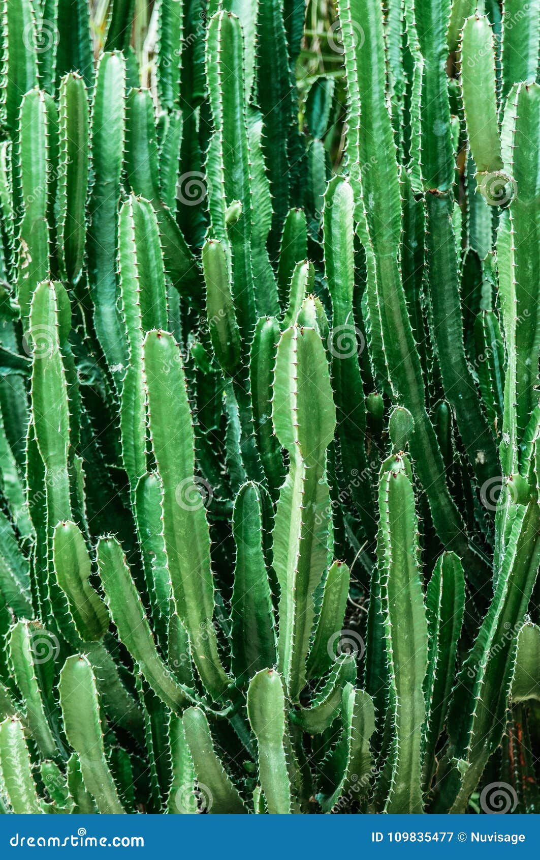 Abtract Texture of Green Faux Pillar Cactus with Sharp Spikes, V Stock ...