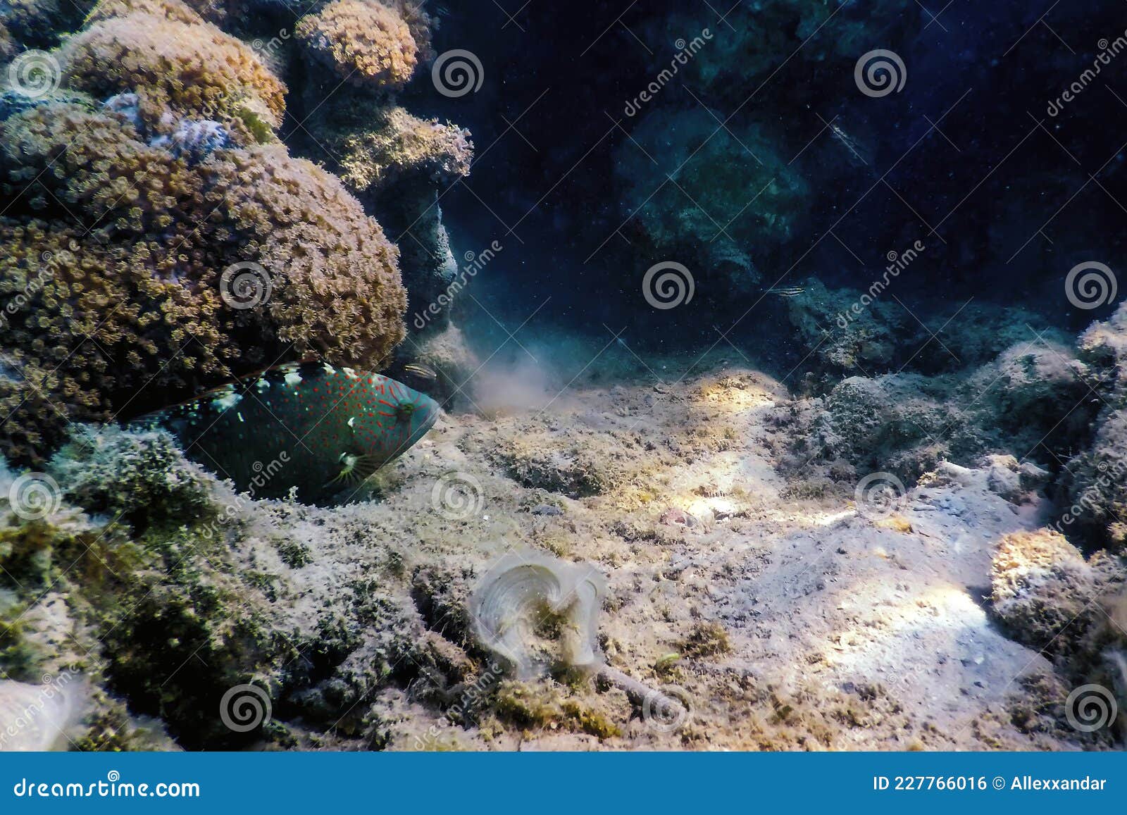 Abudjubbe Wrasse Cheilinus Abudjubbe Sous L'eau Photo stock - Image du ...