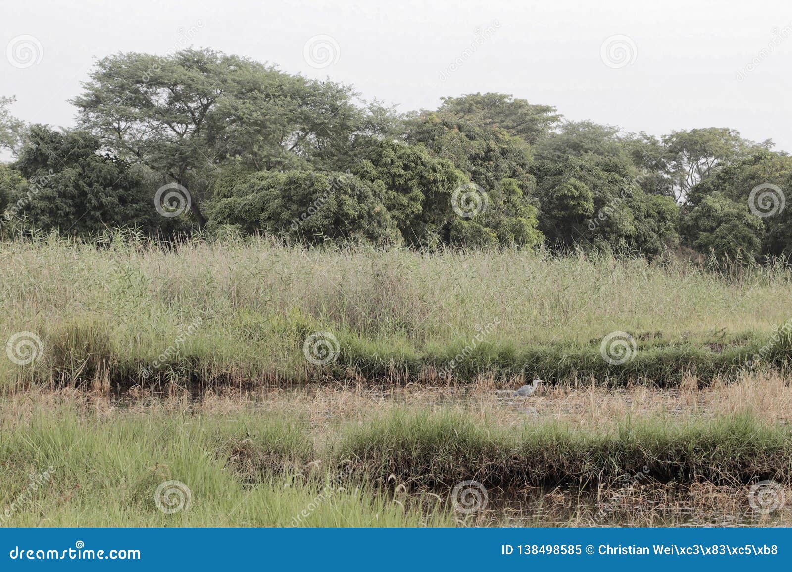 Rice Fields West Africa Stock Photos - Free & Royalty-Free Stock Photos ...