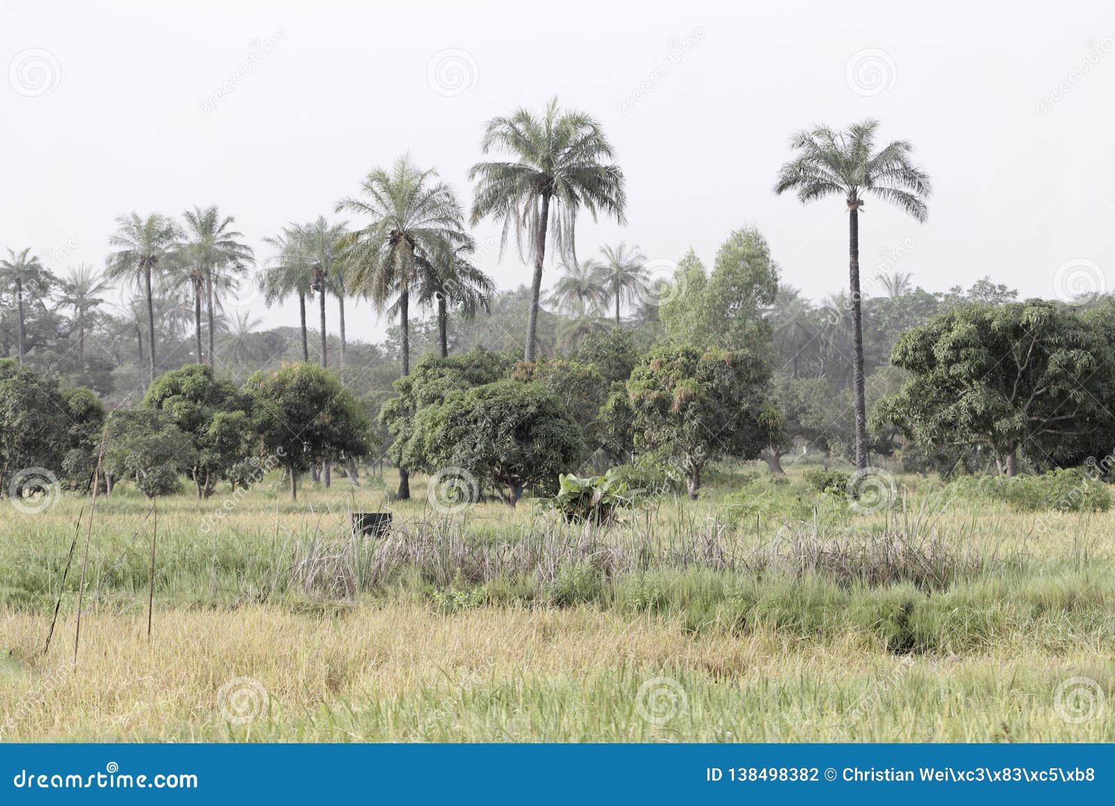 The Abuko Rice Fields in the Gambia Stock Photo - Image of gambia ...