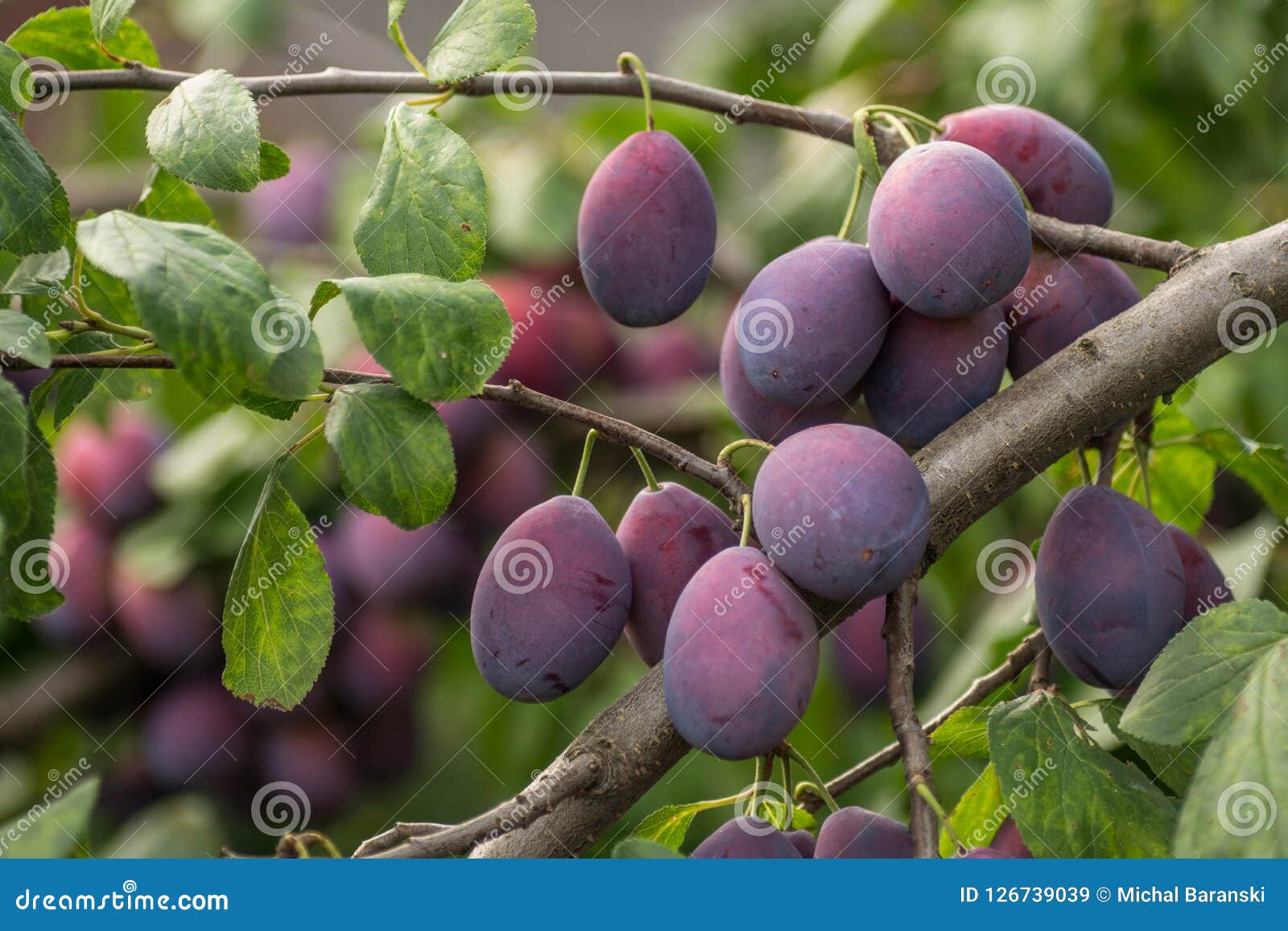 A lot of of damson plums stock image. Image of delicious - 126739039