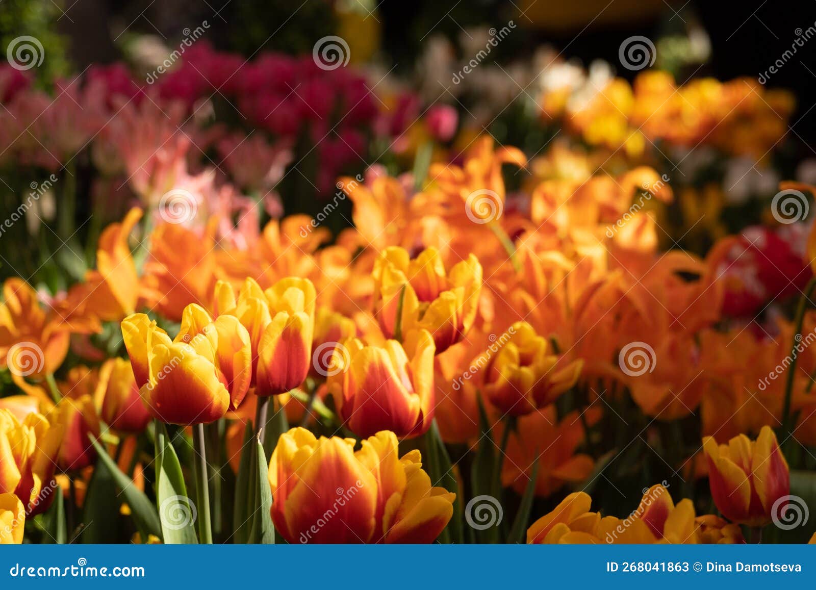 An Abundance of Tulips in the Sun. Red Tulips in the Sun Stock Image ...