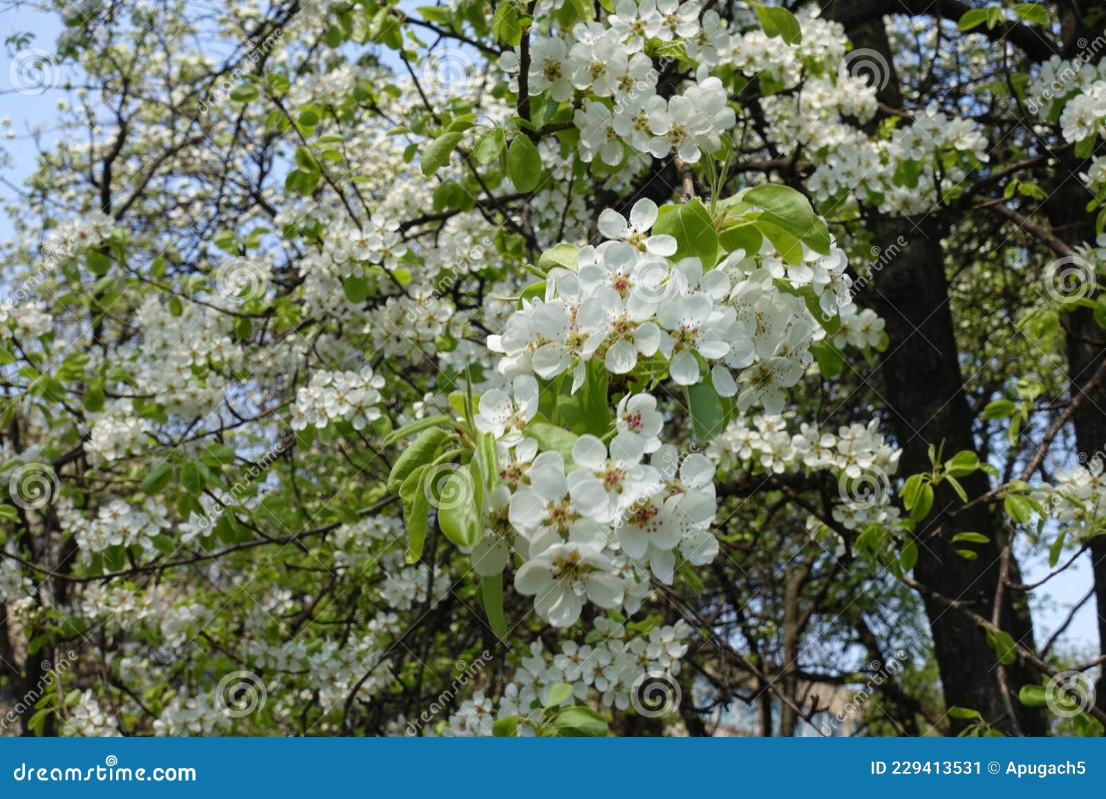 Abundance of White Flowers of Pear Tree in April Stock Image - Image of ...