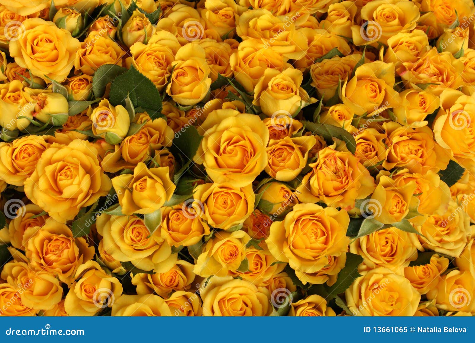 Abundance of yellow roses stock image. Image of colorful - 13661065