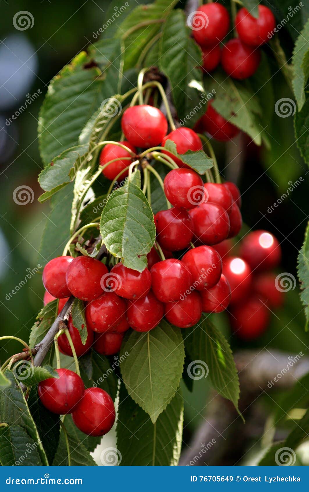 Abundant fruit cherries stock image. Image of berries - 76705649