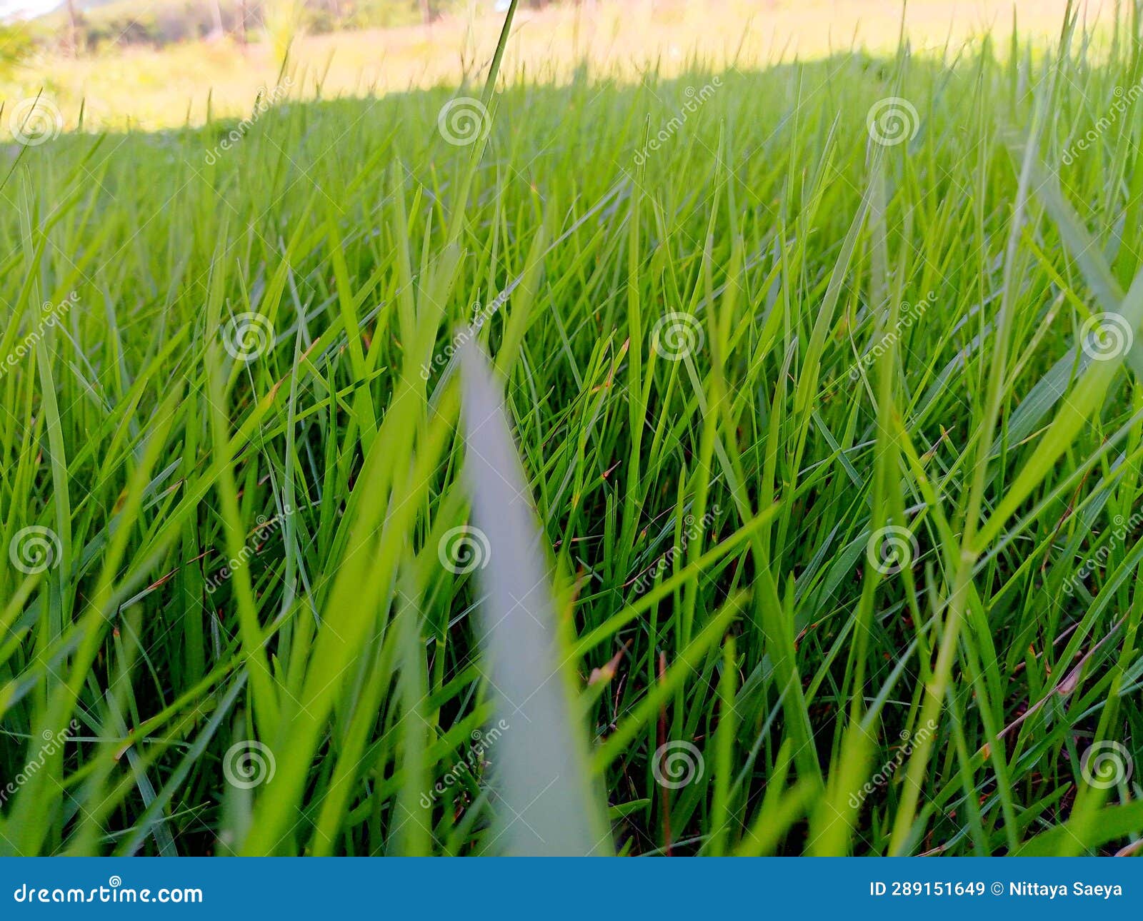 Green Grasses Fields Pattern Stock Image - Image of flower, grasses ...