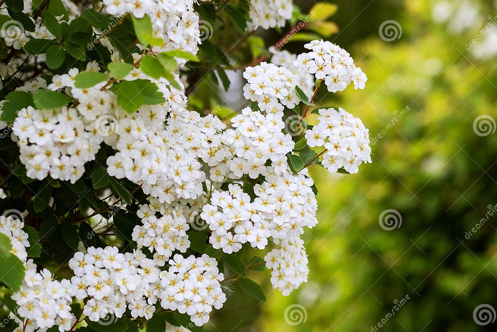 Abundant Spring Flowering of Fruit Tree, Spring Background Stock Image ...