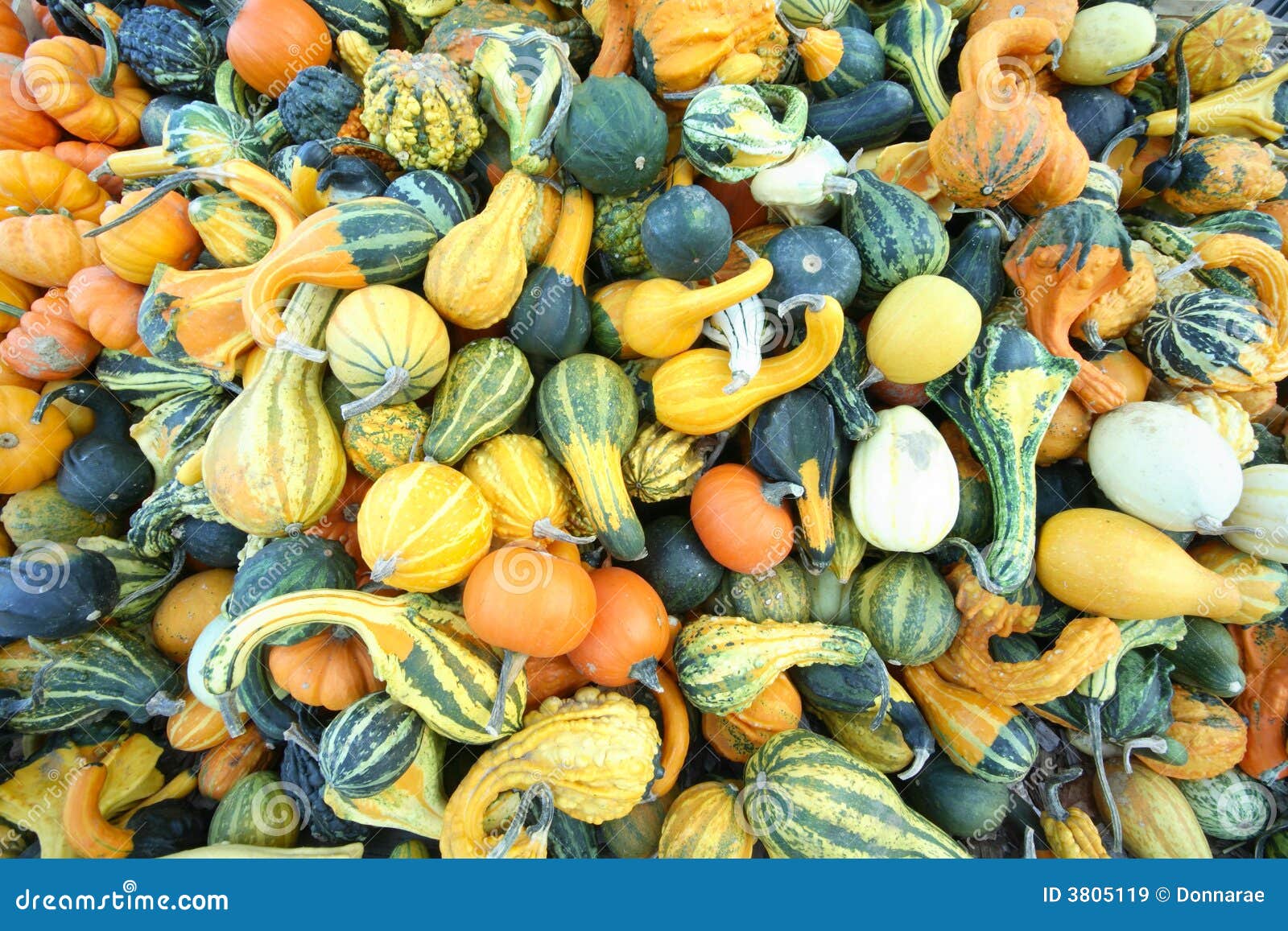 Abundant variety of gourds stock image. Image of pattern - 3805119