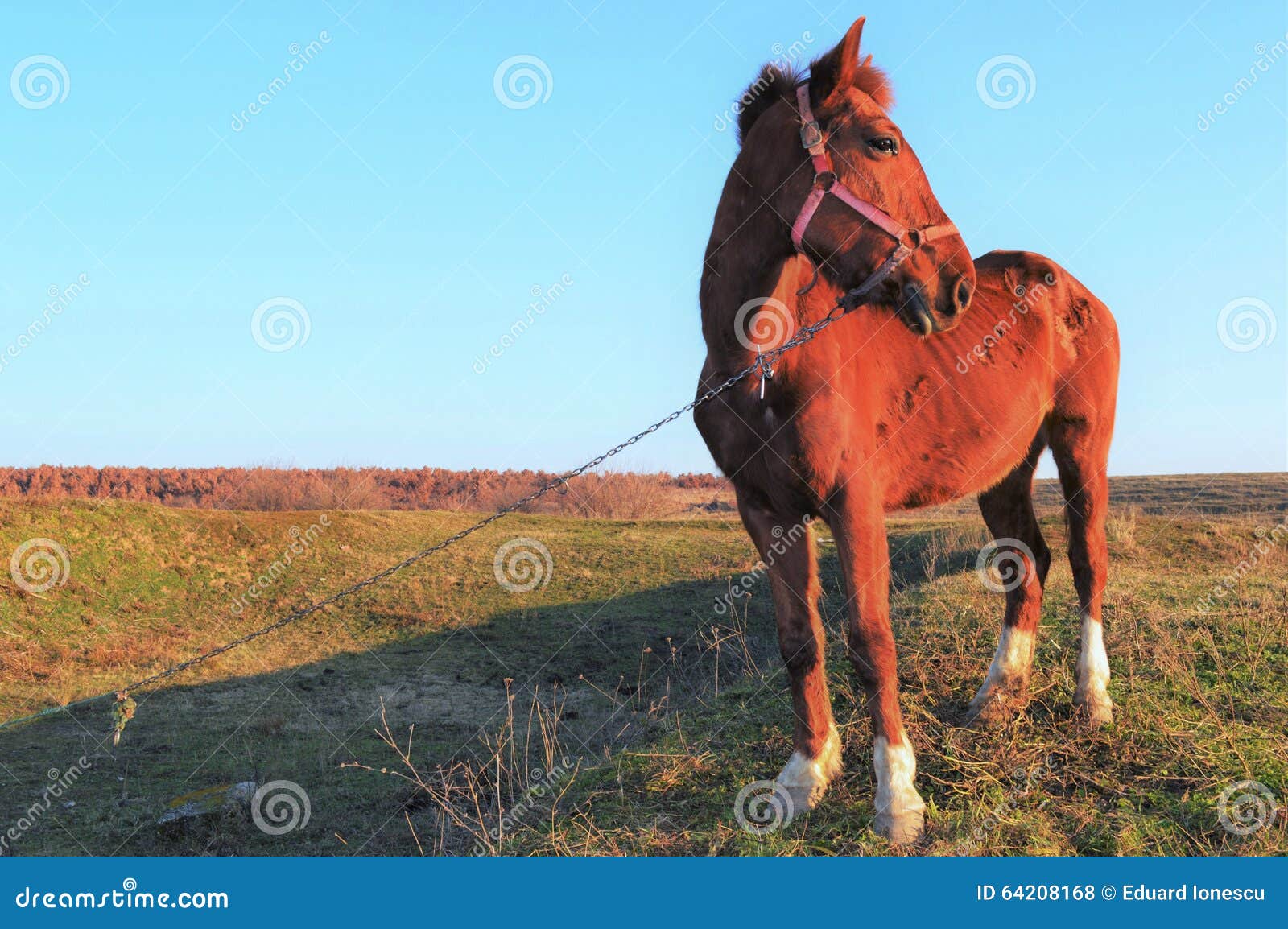 Abuse stock photo. Image of arabian, animal, alone, farm - 64208168