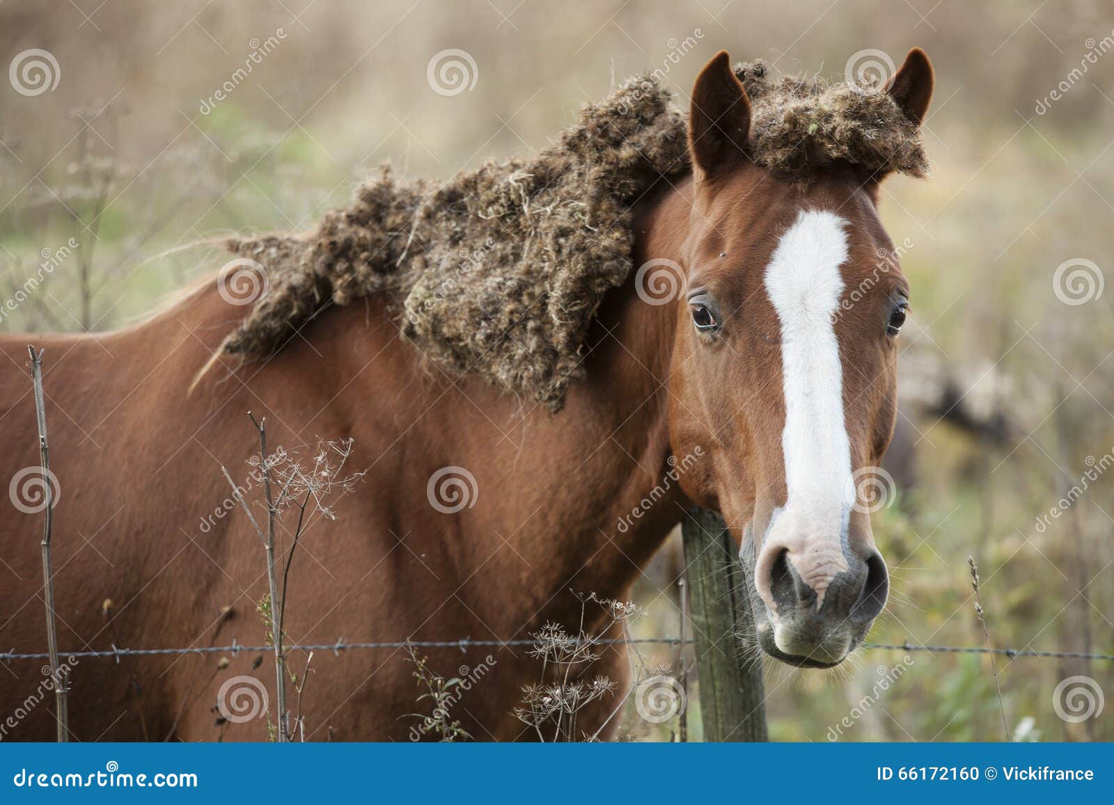 Abused and Neglected Horse stock photo. Image of mane - 66172160