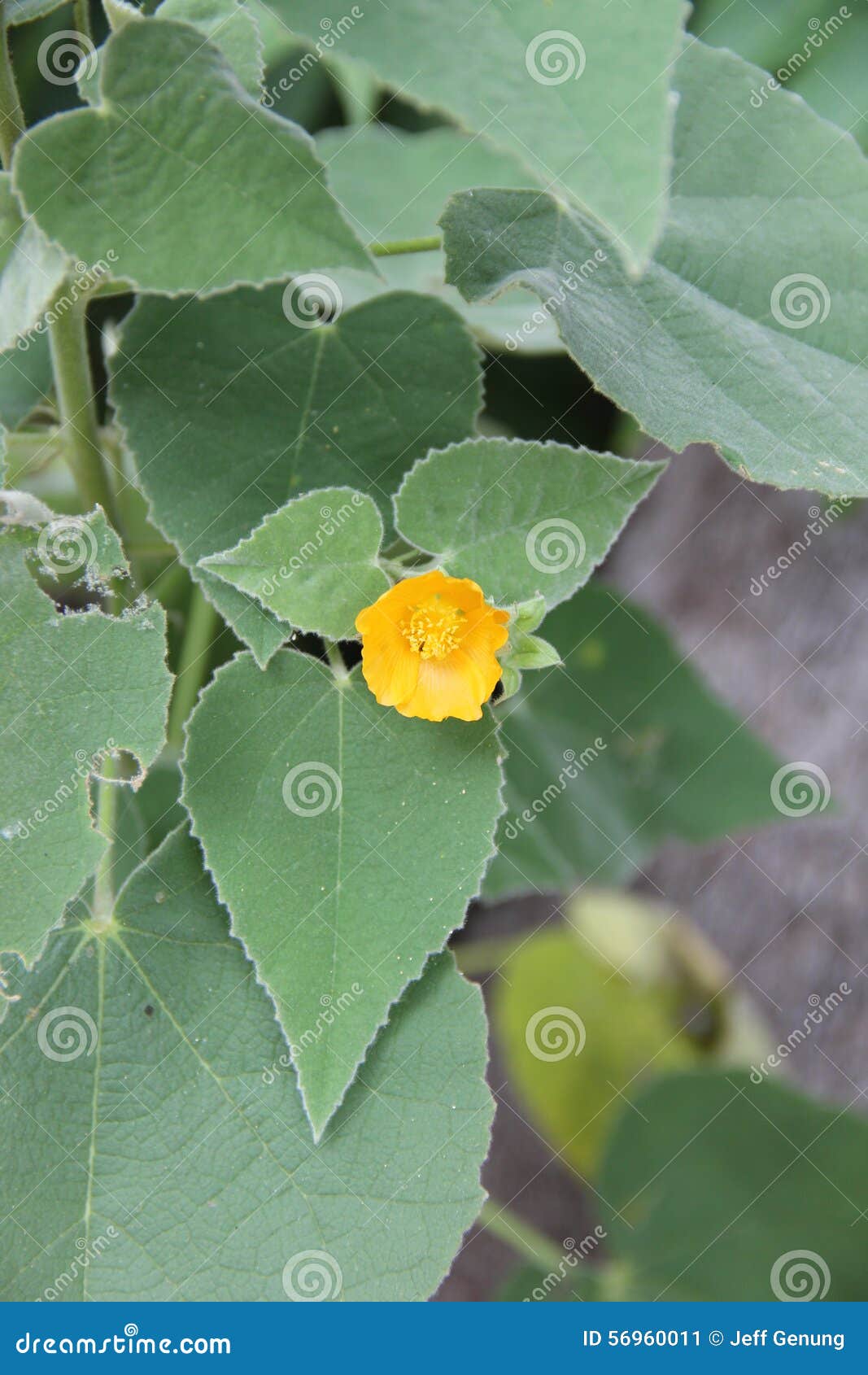 Abutiloides do Abutilon imagem de stock. Imagem de sometimes - 56960011