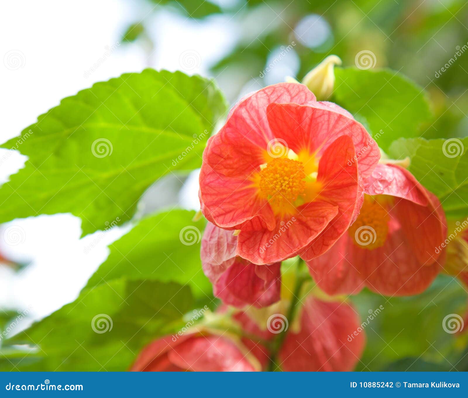 Abutilon stock photo. Image of abutilon, decorative, plant - 10885242