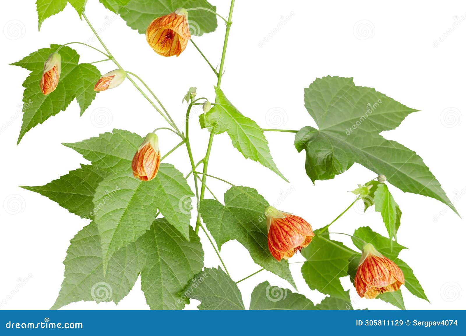 Abutilon Bush with Blooming Buds Stock Image - Image of beautiful ...