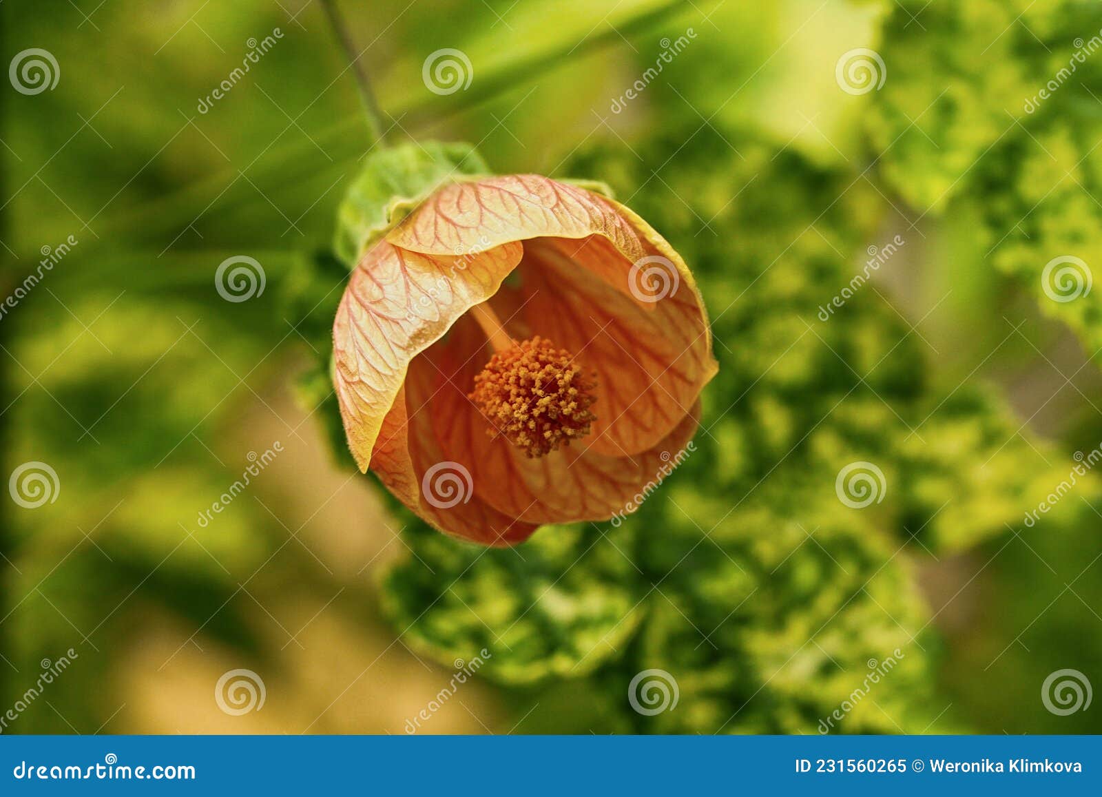 Abutilon flower stock image. Image of detail, garden - 231560265