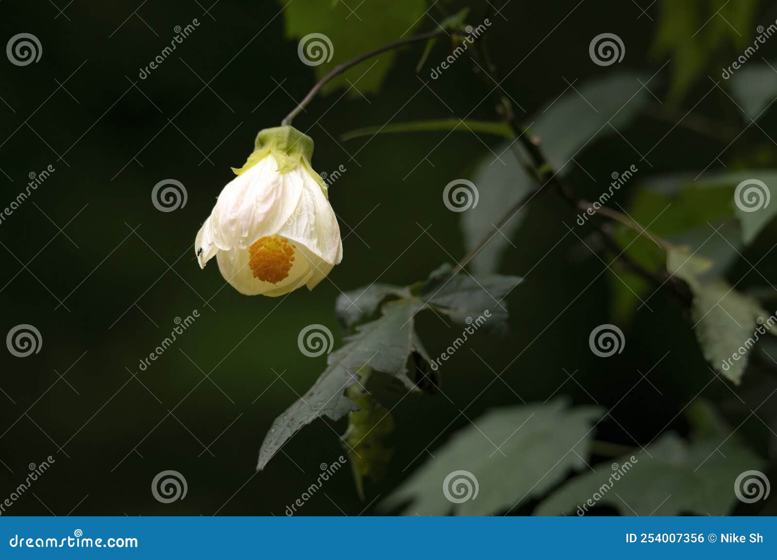 Abutilon flower stock photo. Image of landscape, background - 254007356