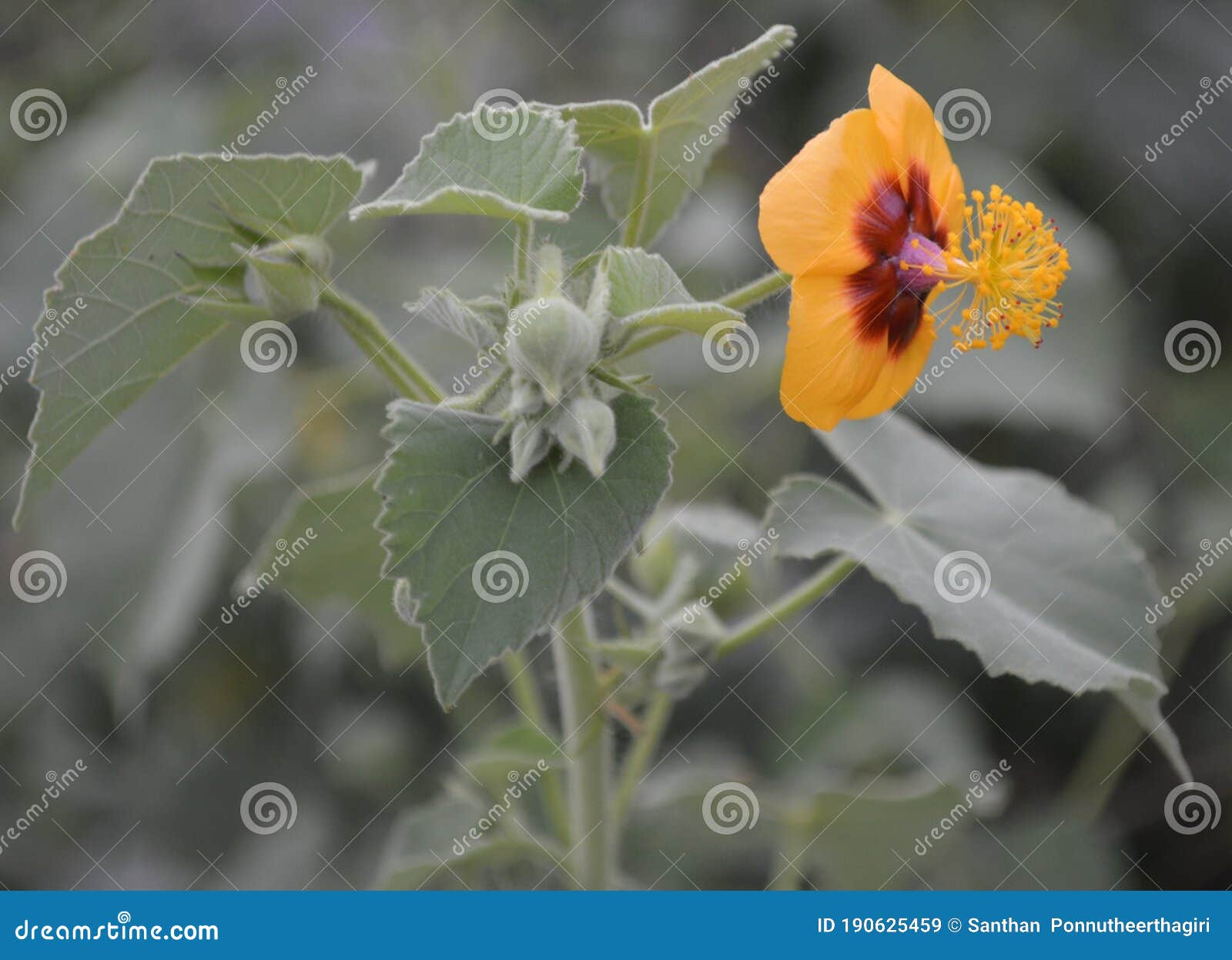Abutilon Hirtum Atibala Flowering Twig Stock Image - Image of diuretic ...