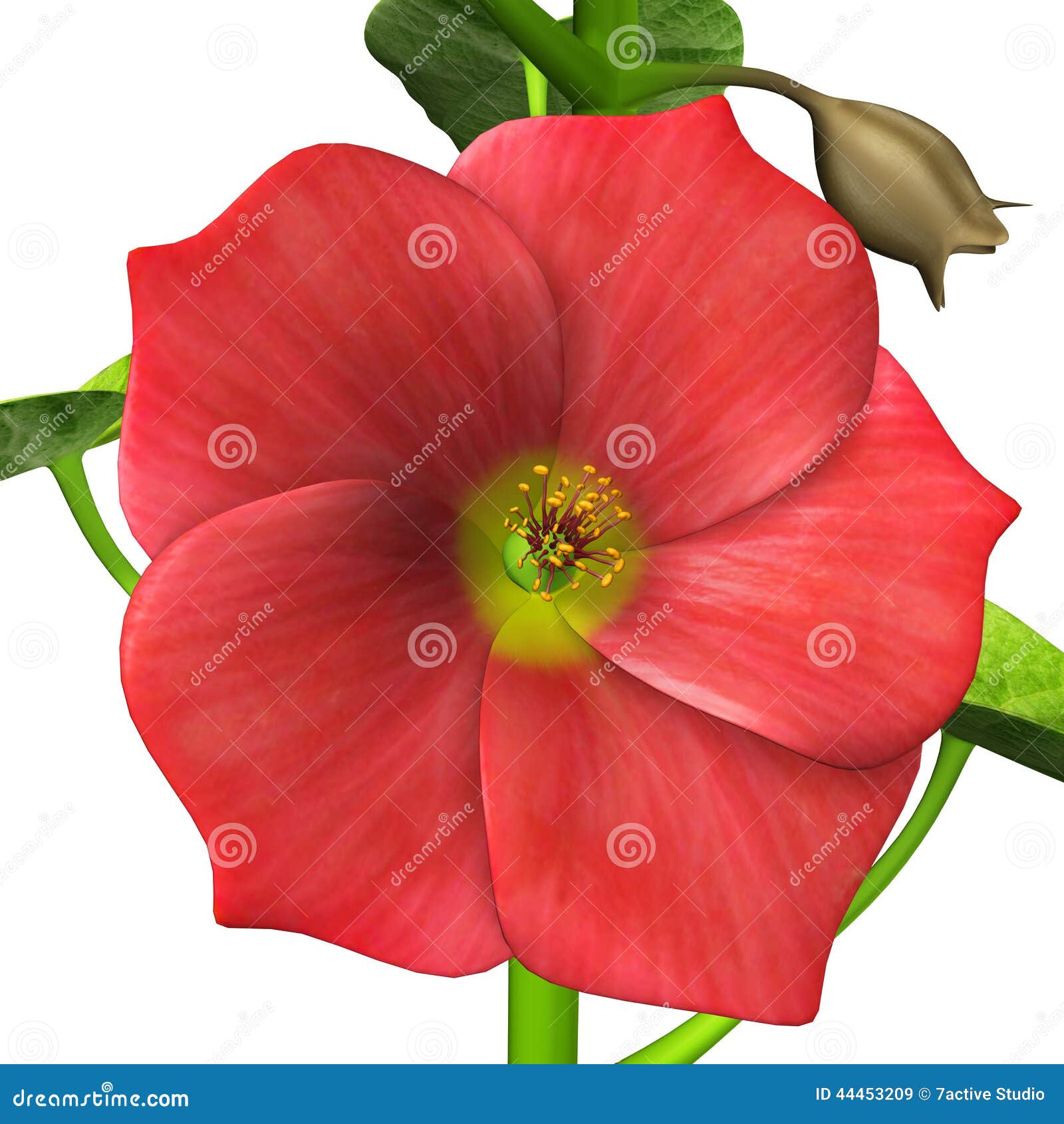 Abutilon stock illustration. Illustration of flora, bloom - 44453209