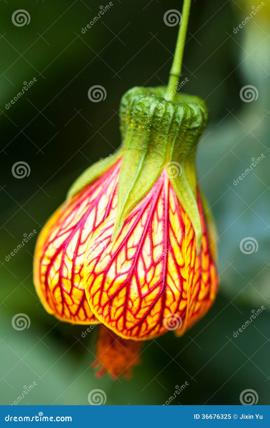 Abutilon pictum stock image. Image of petal, abutilon - 36676325