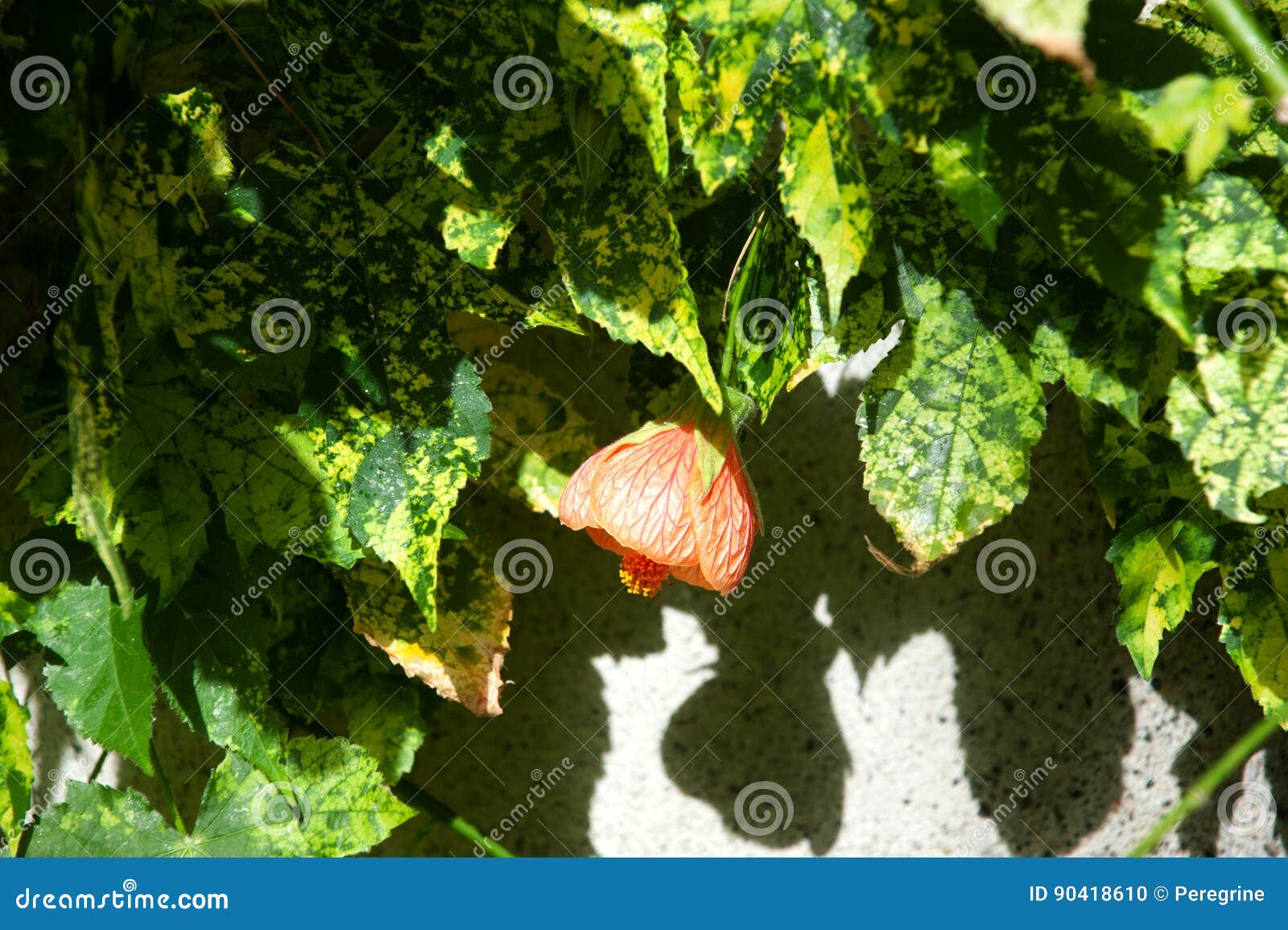 Abutilon pictum Thompsonii stock photo. Image of blooms - 90418610