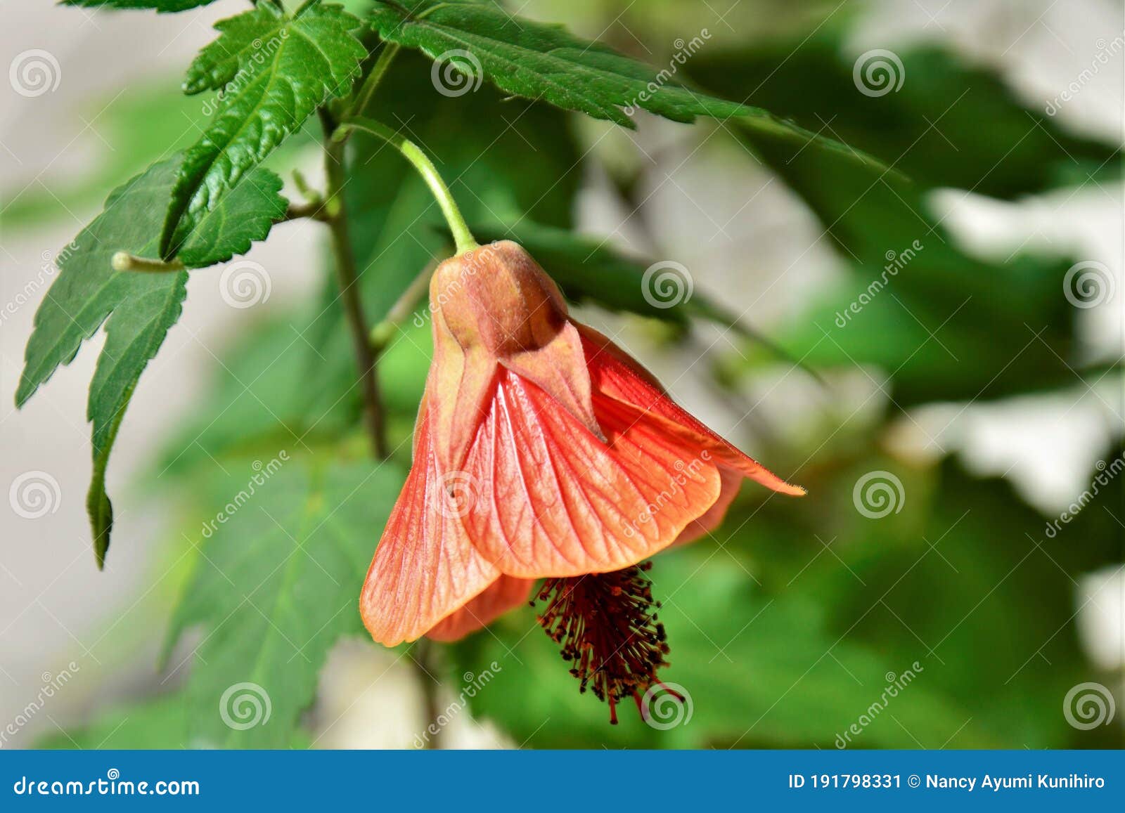 Abutilon Striatum Flower Buds Stock Image - Image of yardn, details ...