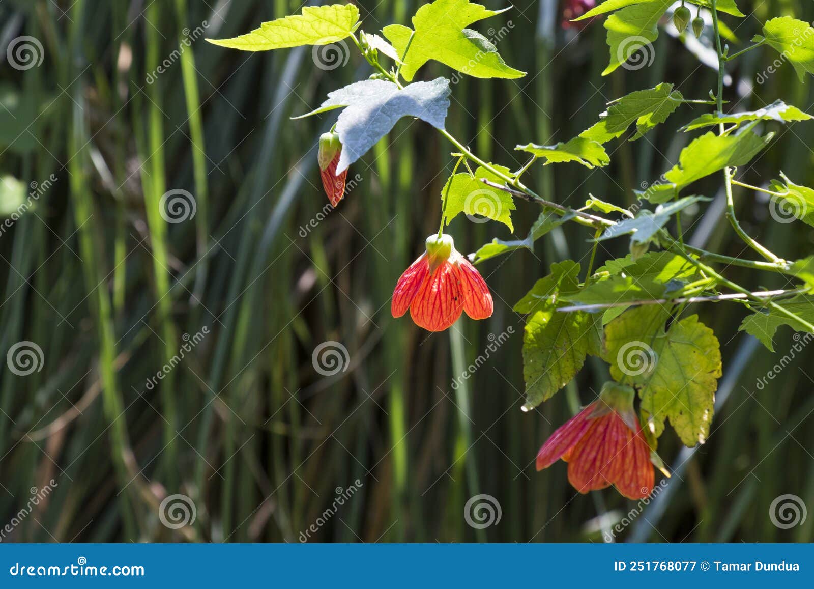 Abutilon Striatum Flower, Red Flower, Malvaceae Stock Image - Image of ...