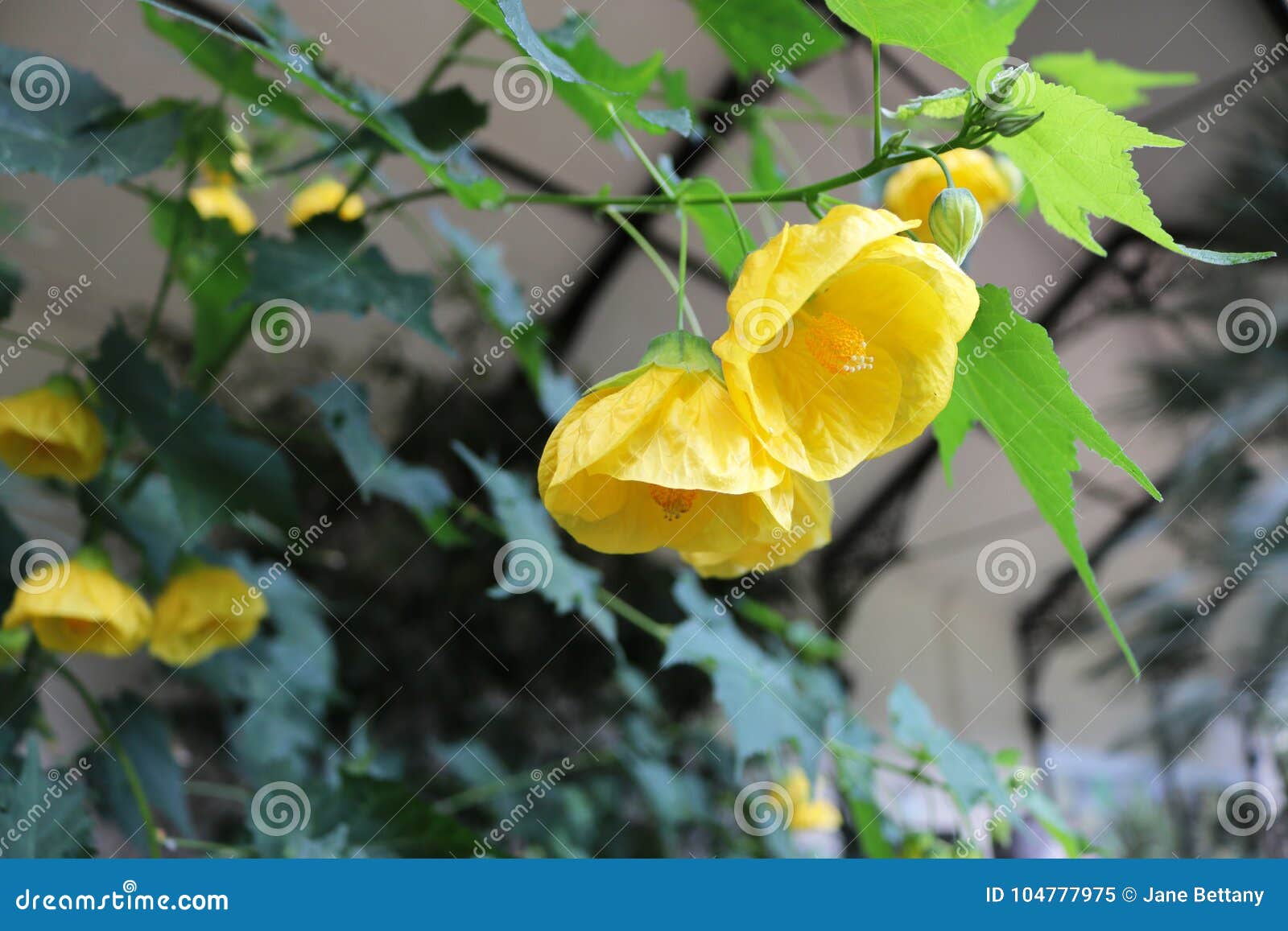 Abutilon Yellow Flower Canary Bird Stock Image - Image of bell, mallow ...